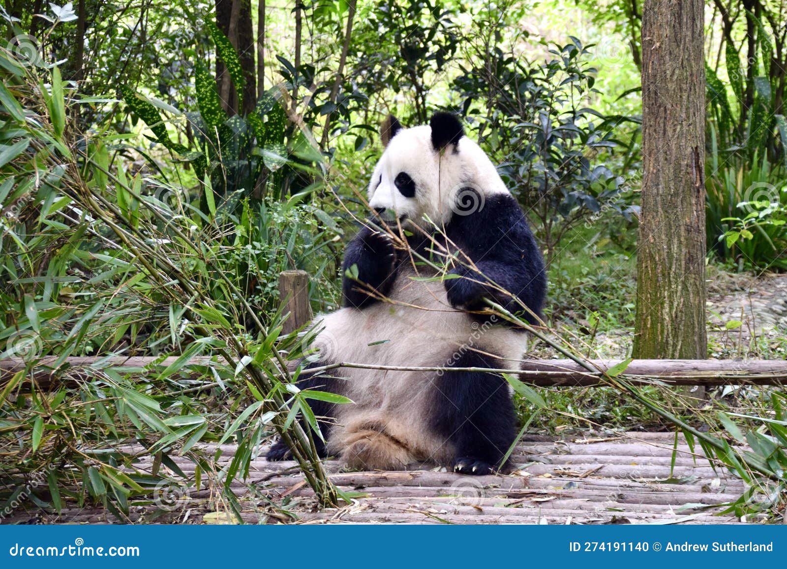 Giant Panda Sitting Down and Eating Bamboo. Stock Photo - Image of ...
