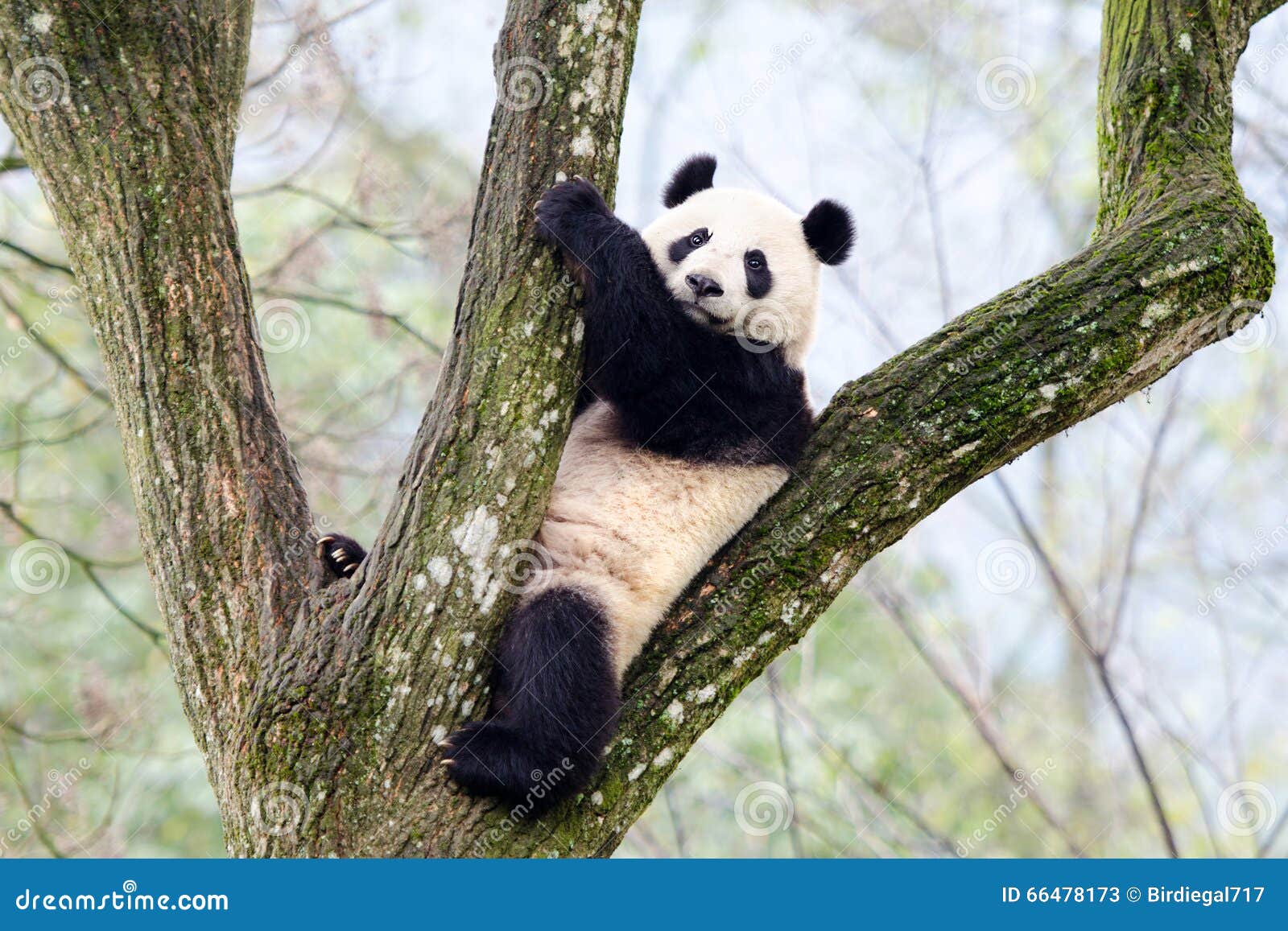 Giant Panda Sitting in Tree, China Stock Image - Image of center, green ...