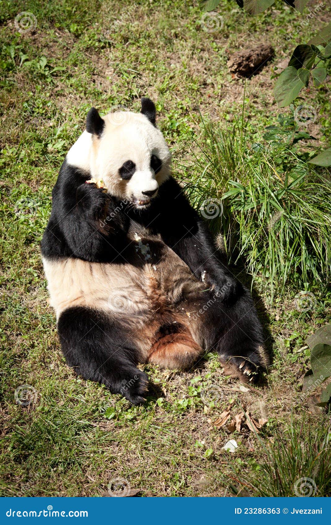 Panda Sitting Down Front View