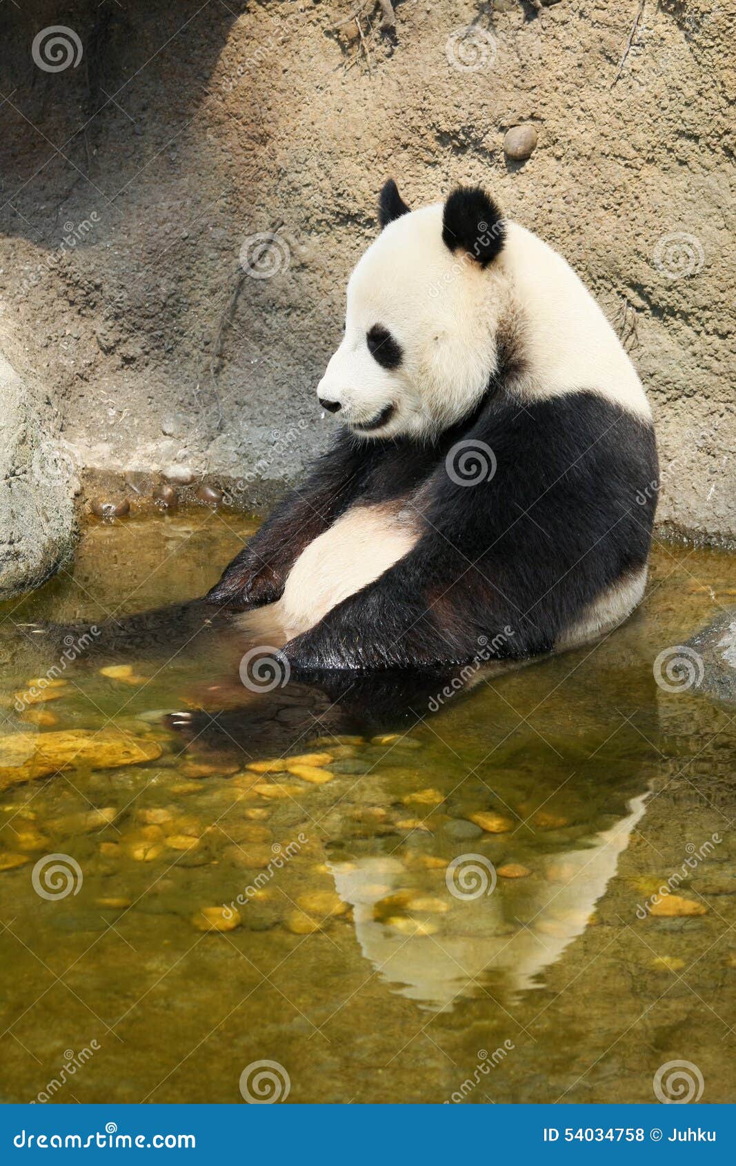 Giant Panda Sitting in Water Stock Photo - Image of sunny, water: 54034758