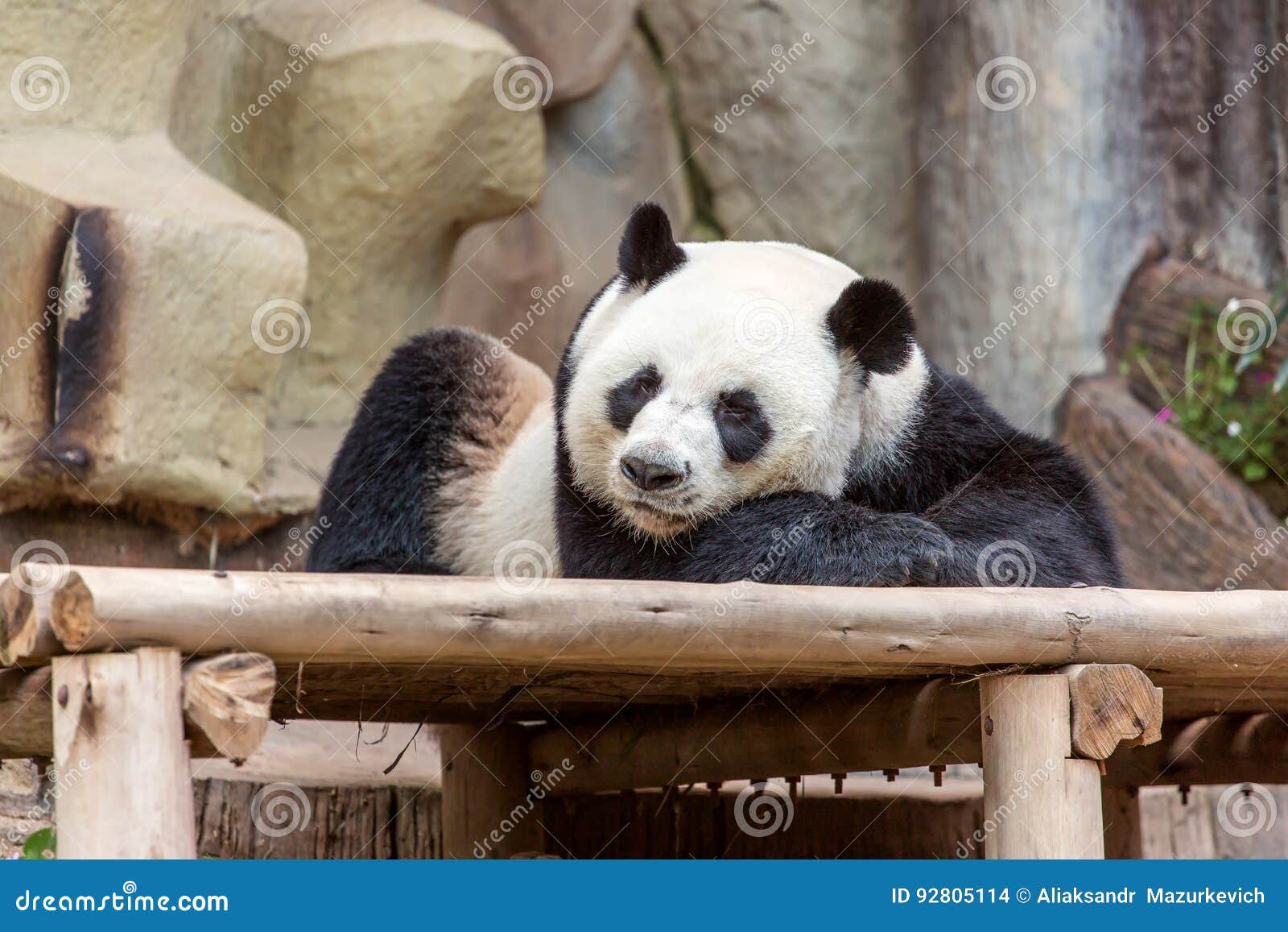 552 Giant Panda Sleep Stock Photos - Free & Royalty-Free Stock Photos ...