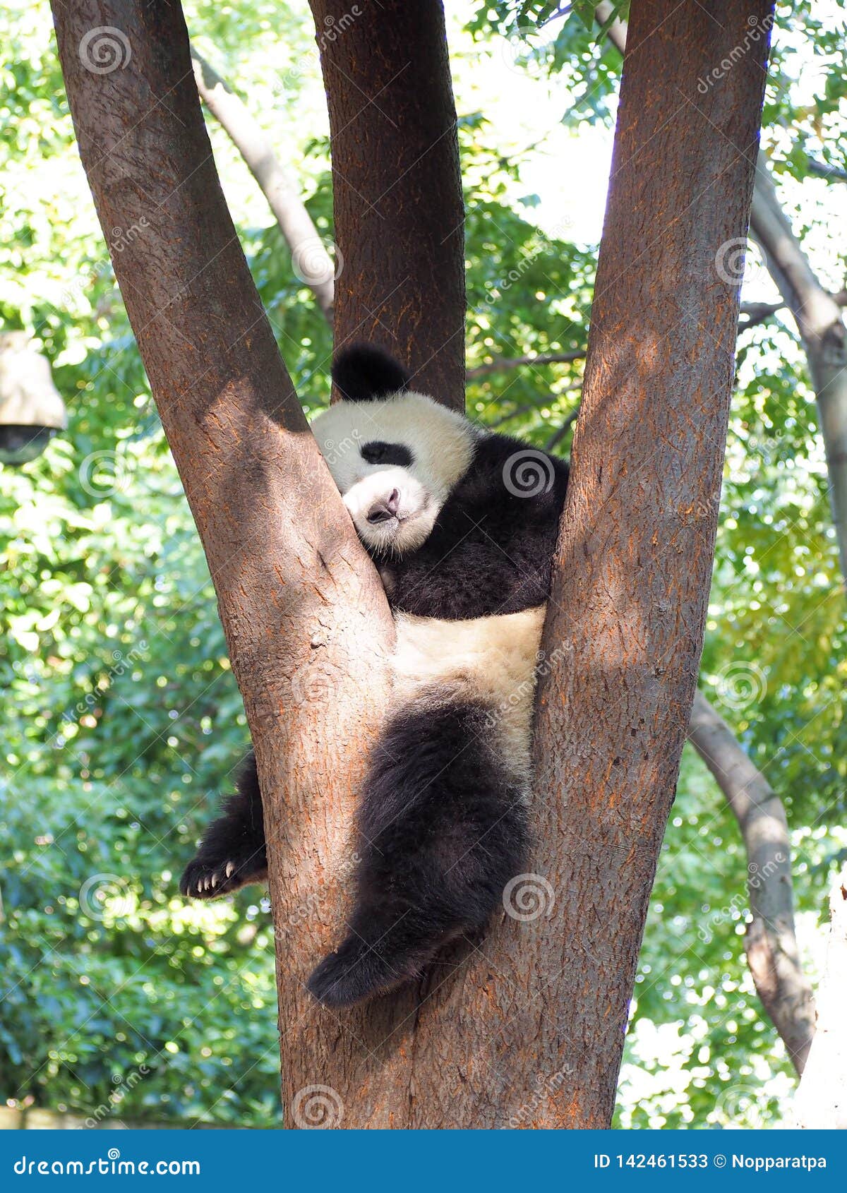 Giant panda sleeping stock image. Image of chinese, giant - 142461533
