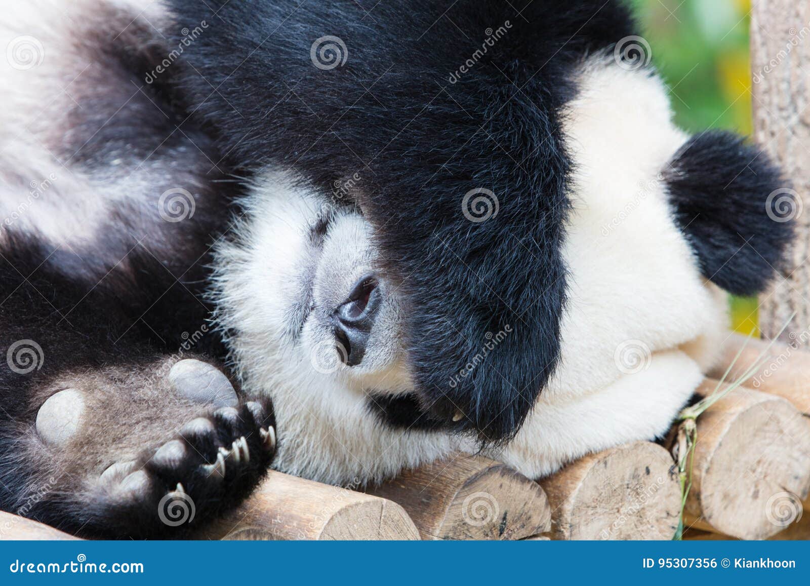 Giant Panda Sleeping on Wooden Platform Stock Photo - Image of asleep ...
