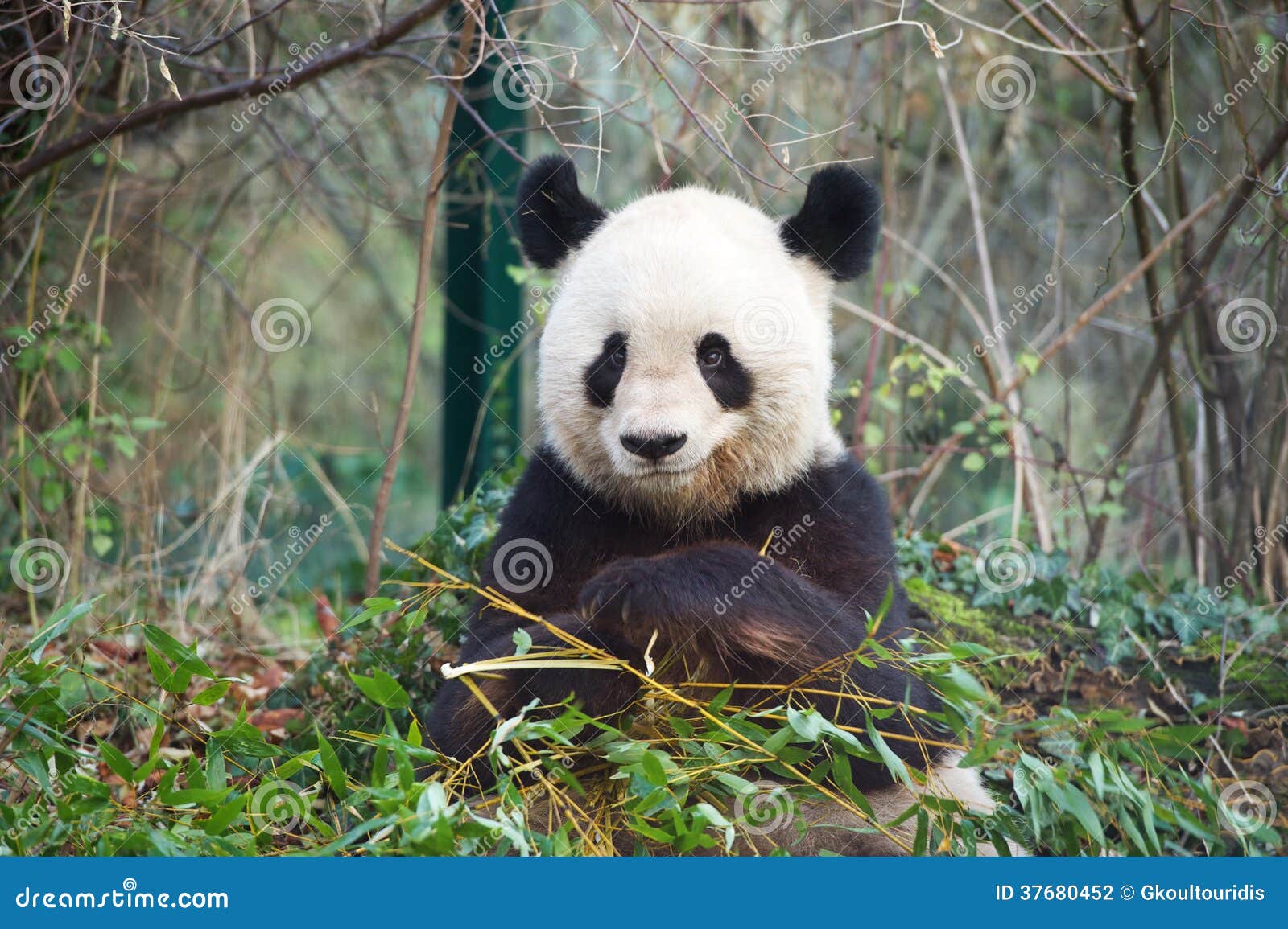 Giant panda smiling stock photo. Image of asia, rare - 37680452