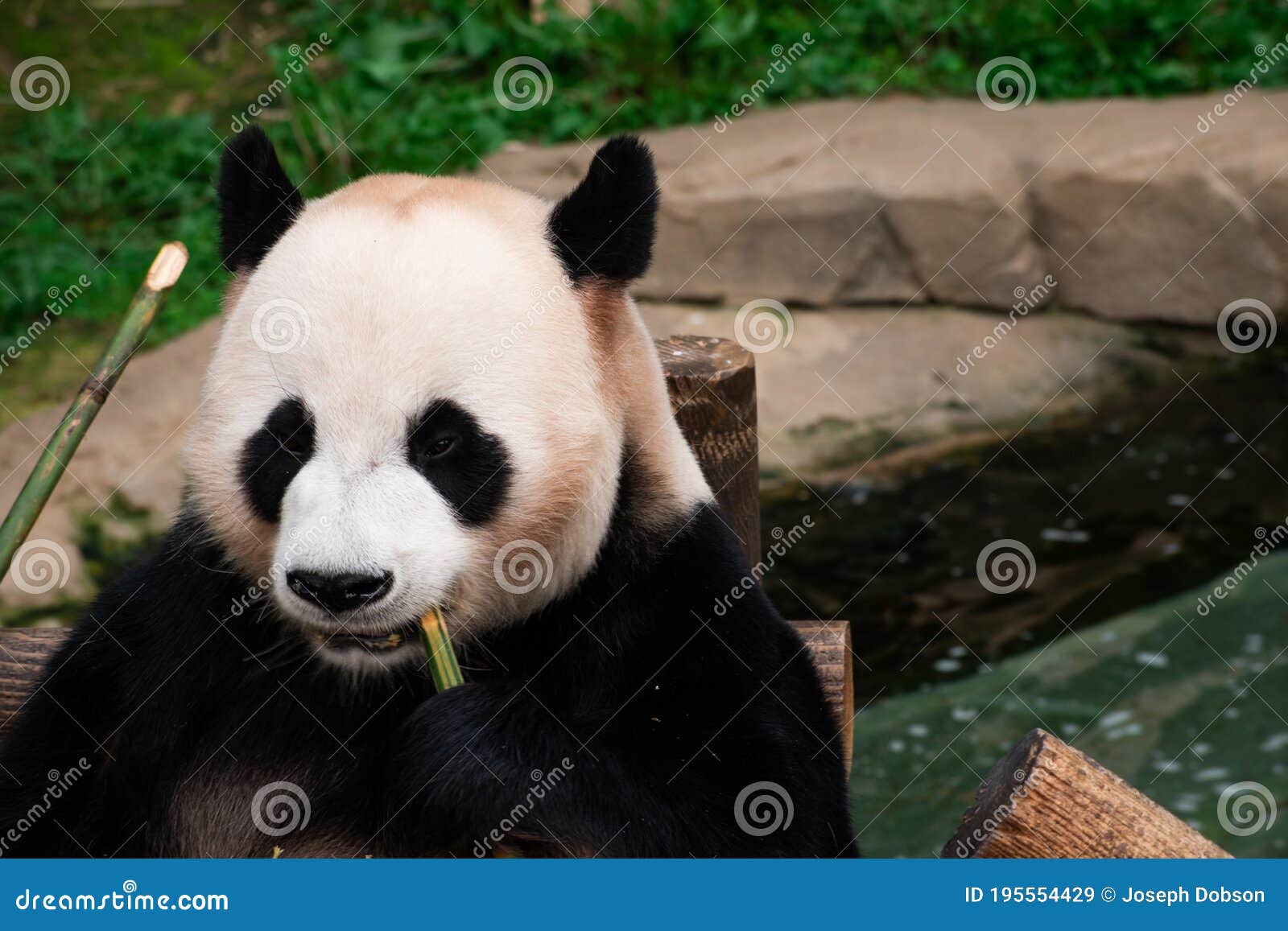 Giant Panda Snacks on Bamboo. Stock Image - Image of bamboo, cute ...
