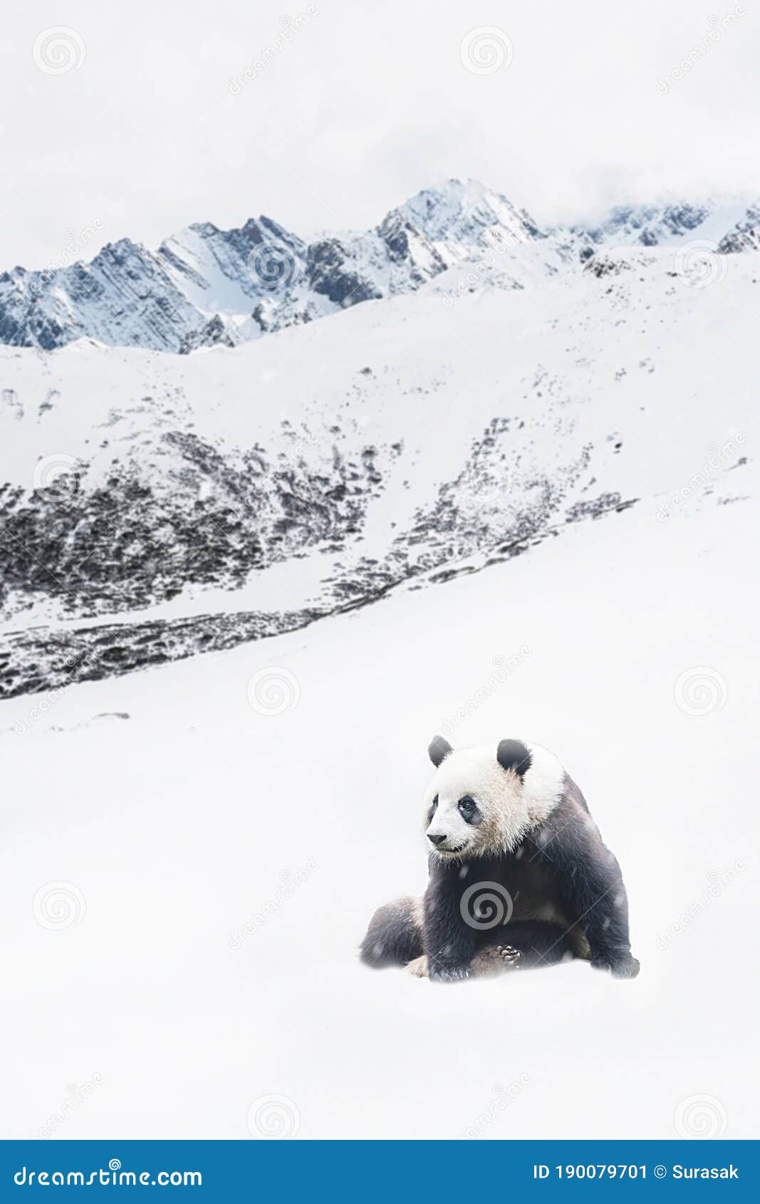 Detail and Close Up Giant Panda in Snow Stock Image - Image of outdoors ...