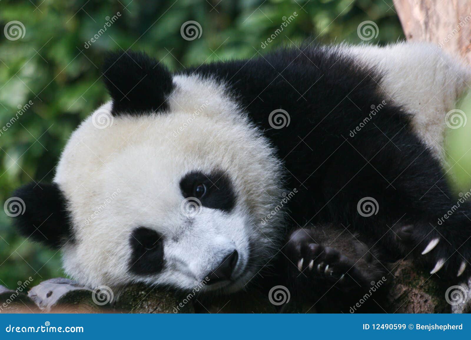 Giant Panda Snuggle stock image. Image of fluffy, iconic - 12490599