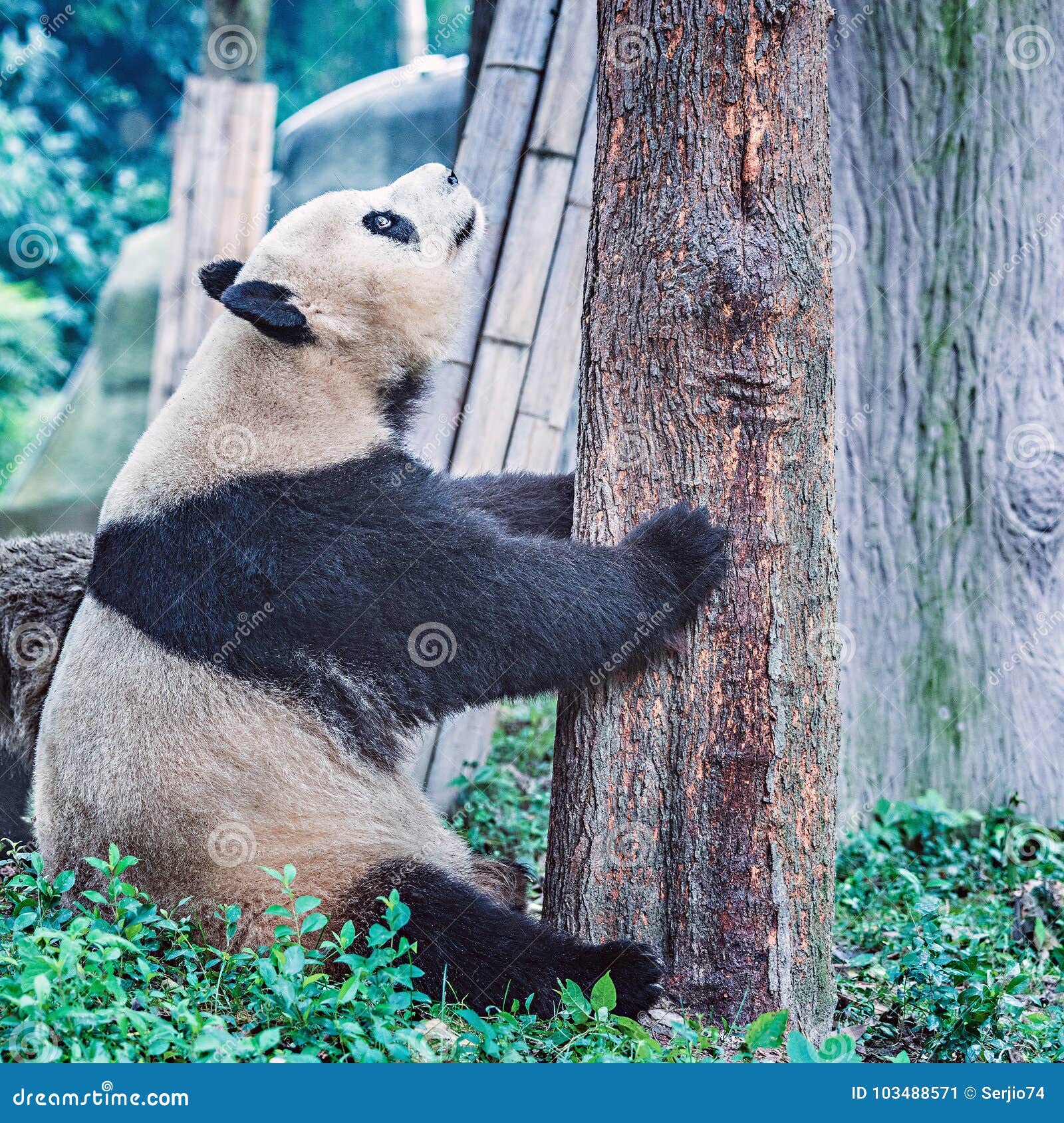 Red Panda. Red Panda Stands On Its Hind Legs.Red Panda Closeup. Stock ...
