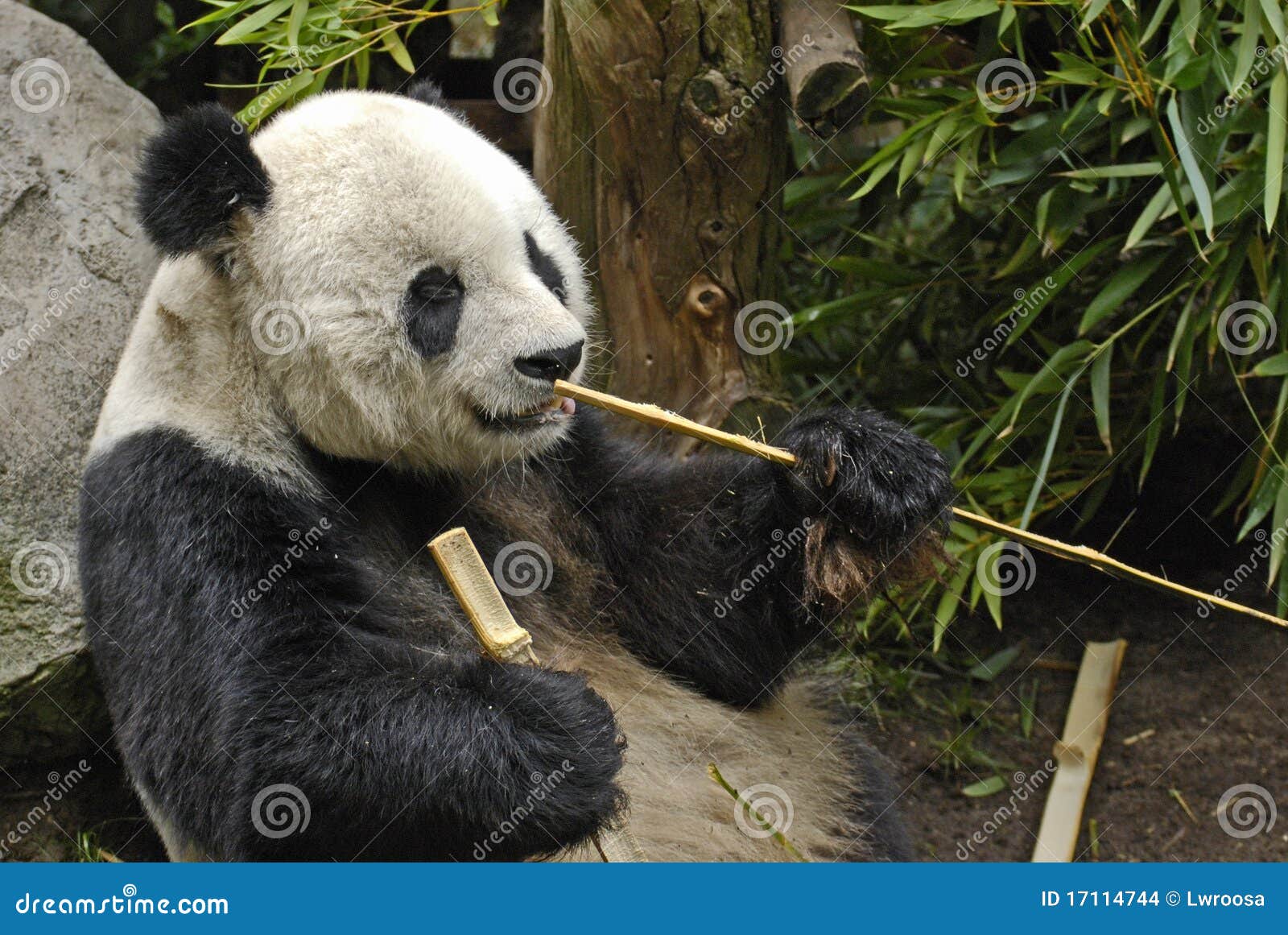Giant Panda with Sticks editorial stock image. Image of eating - 17114744
