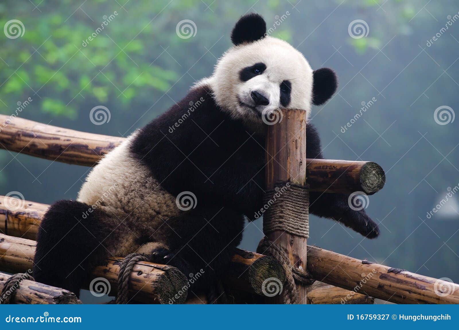 Giant panda taking a break stock image. Image of panda - 16759327