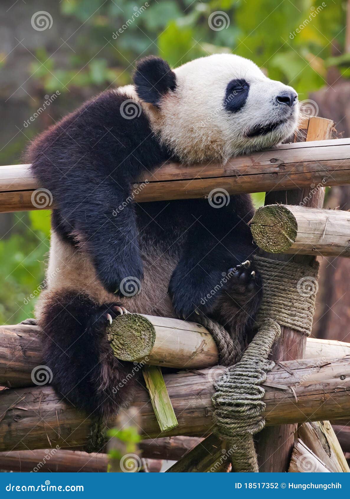 Giant panda taking a nap stock photo. Image of nature - 18517352