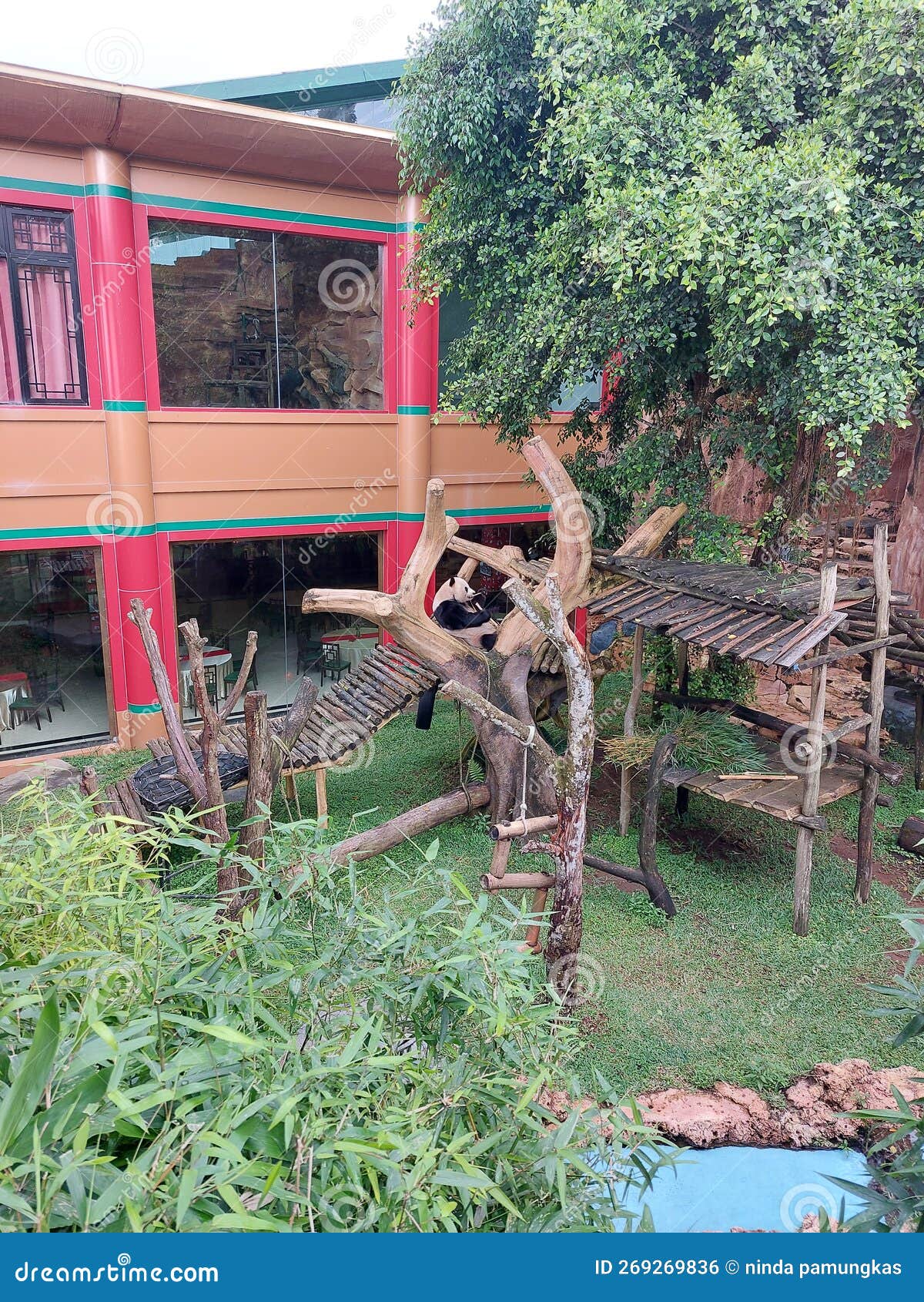 Giant Panda at Taman Safari Editorial Photo - Image of safari, taman ...