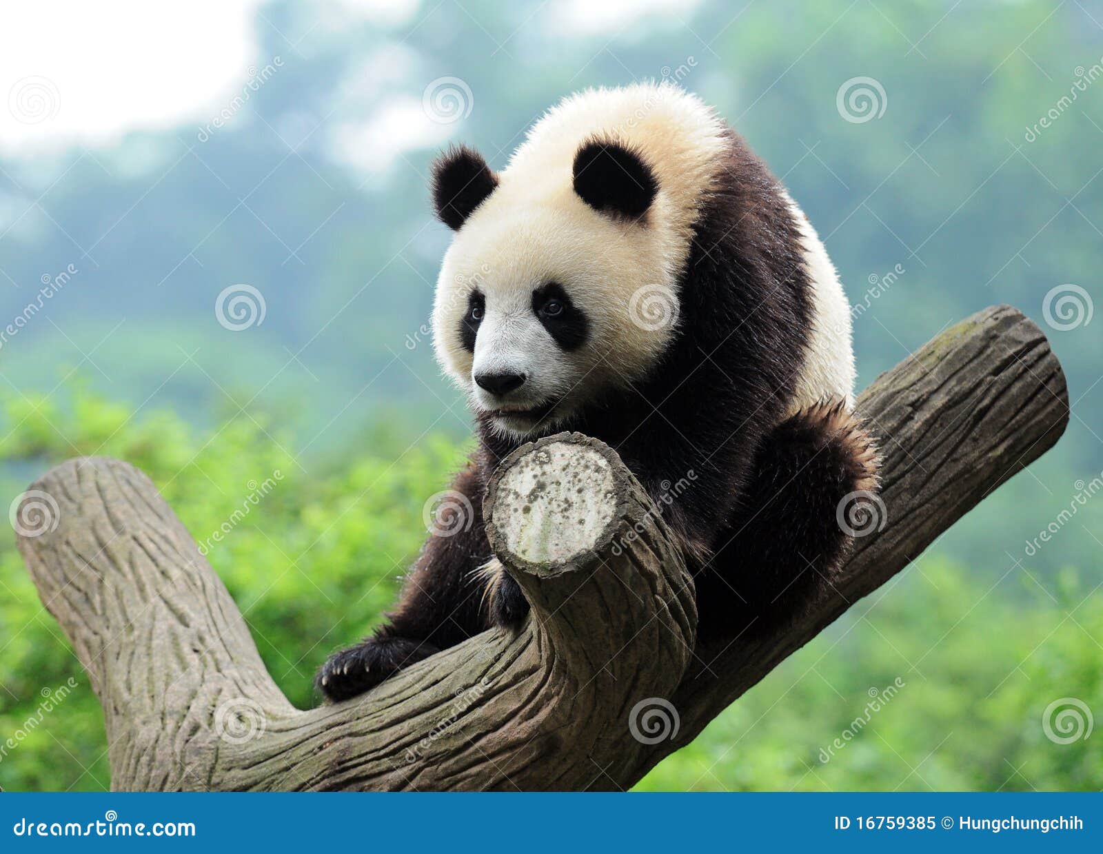 Giant panda in tree stock image. Image of reserve, orient - 16759385