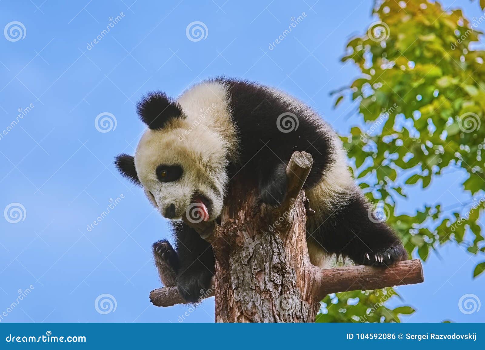 Giant Panda at the Tree stock photo. Image of wild, carnivora - 104592086