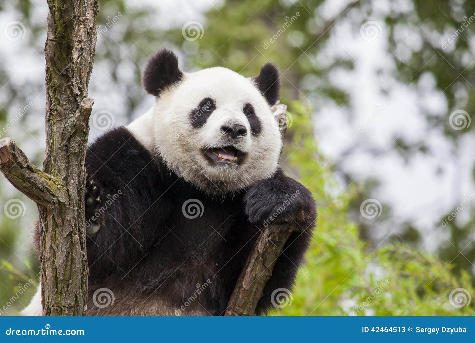 Giant panda on the tree stock image. Image of animal - 42464513