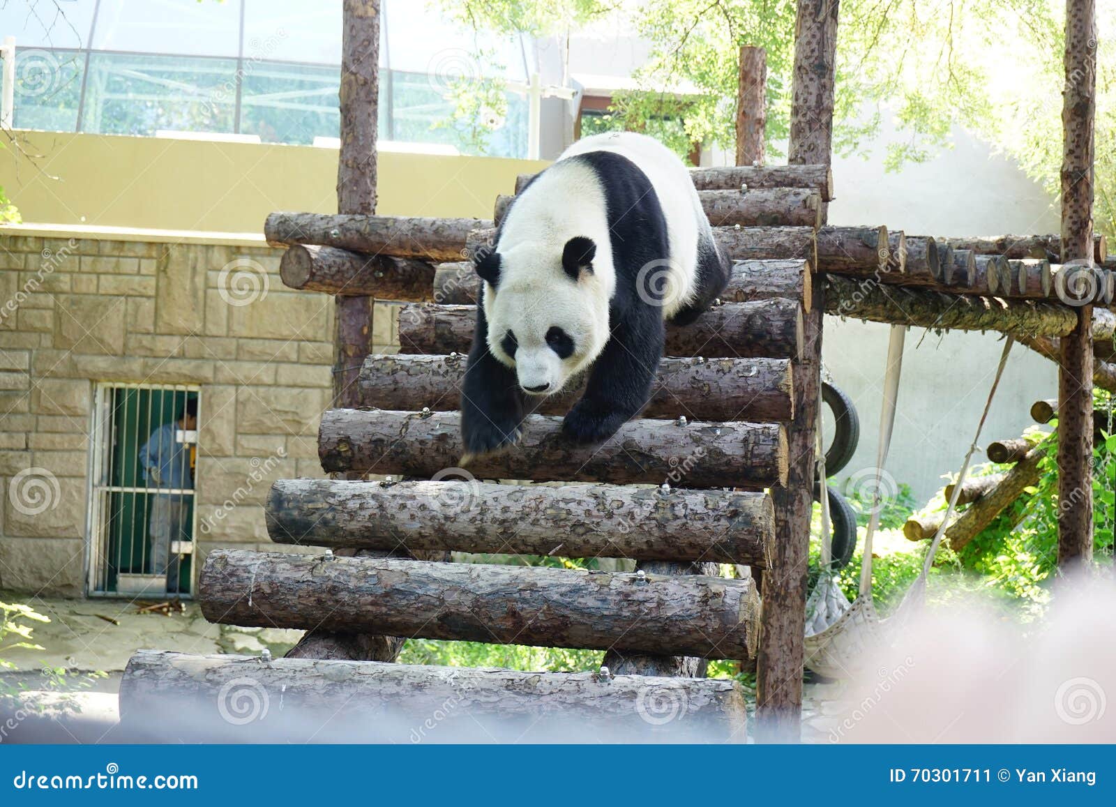 Panda Steps Stock Photos - Free & Royalty-Free Stock Photos from Dreamstime