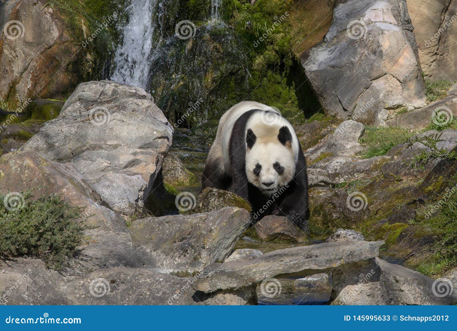 Giant Panda Walking in Front of a Waterfall Stock Image - Image of ...
