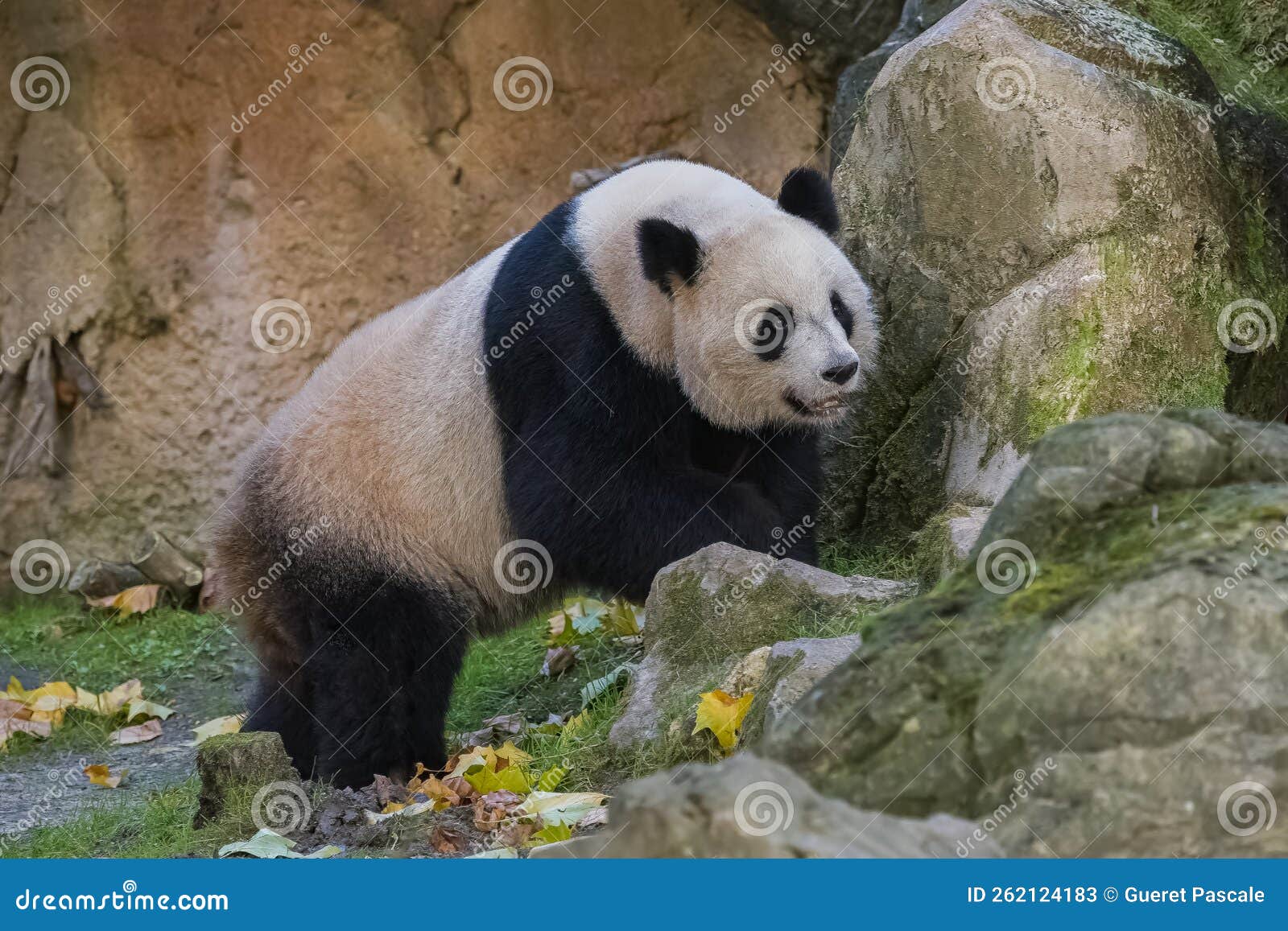 A giant panda walking stock image. Image of portrait - 262124183