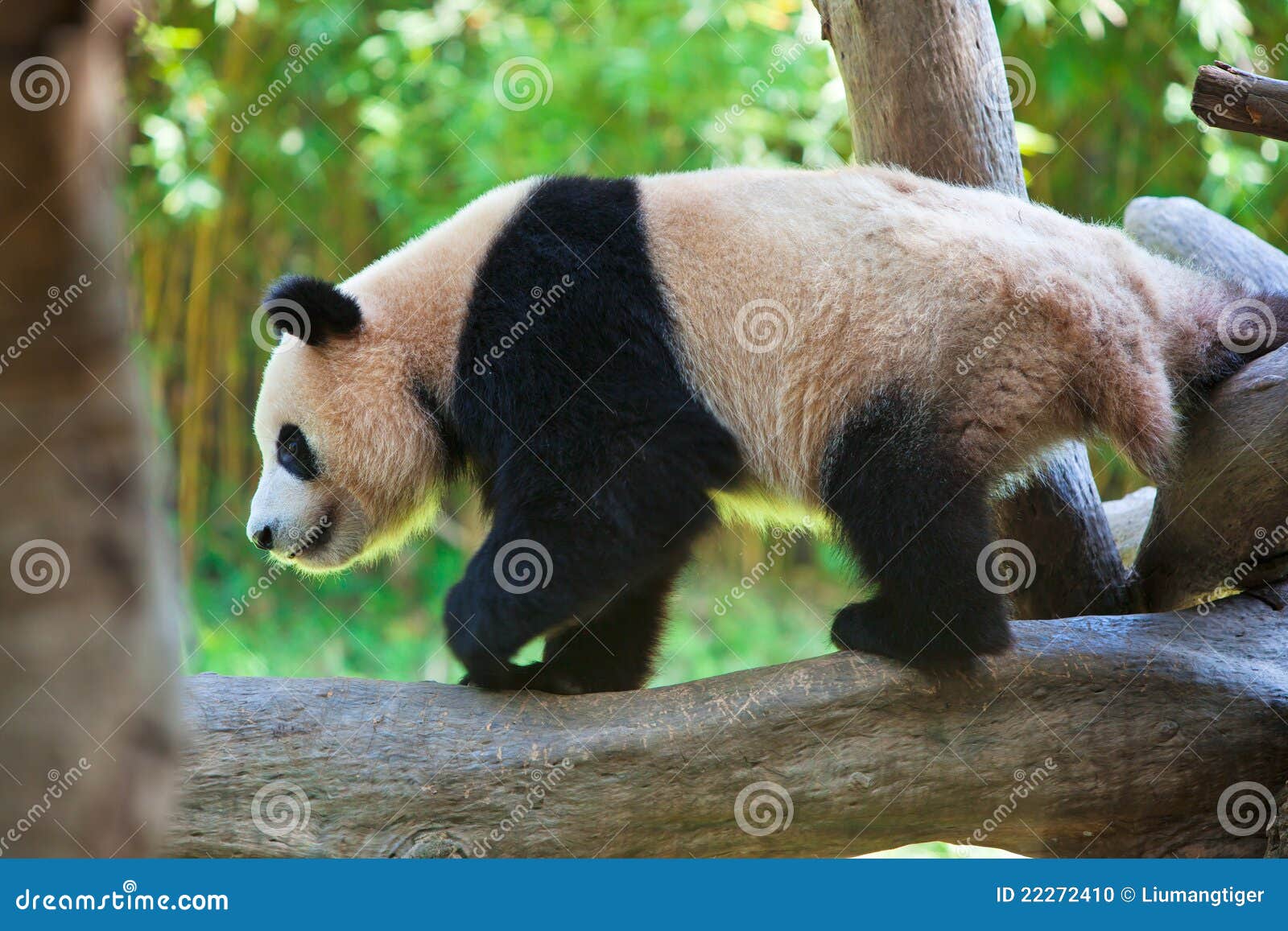 Giant Panda Walking on Trunk Stock Photo - Image of fuzzy, animals ...