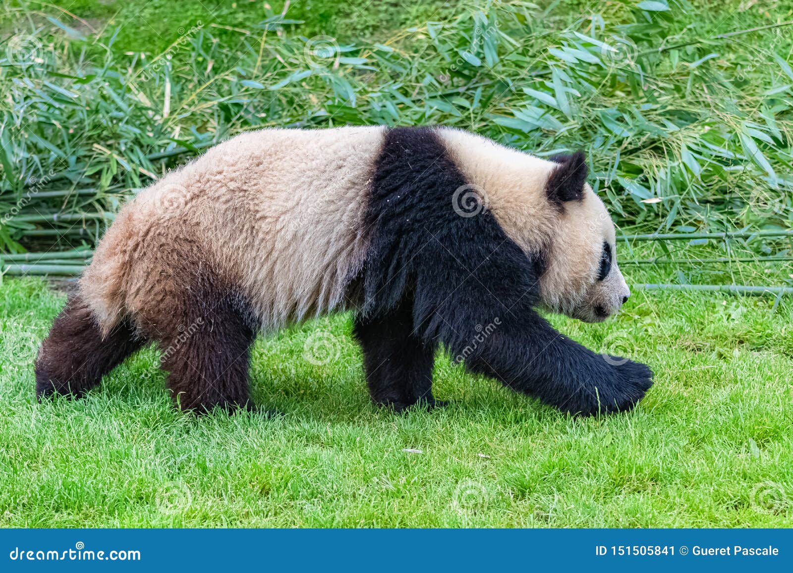 Giant panda walking stock image. Image of black, bamboo - 151505841