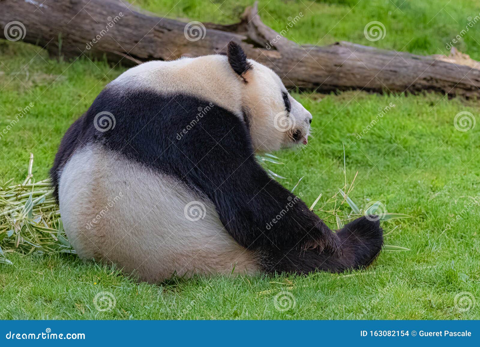 Giant Panda, Young Bear Panda Stock Photo - Image of food, conservation ...