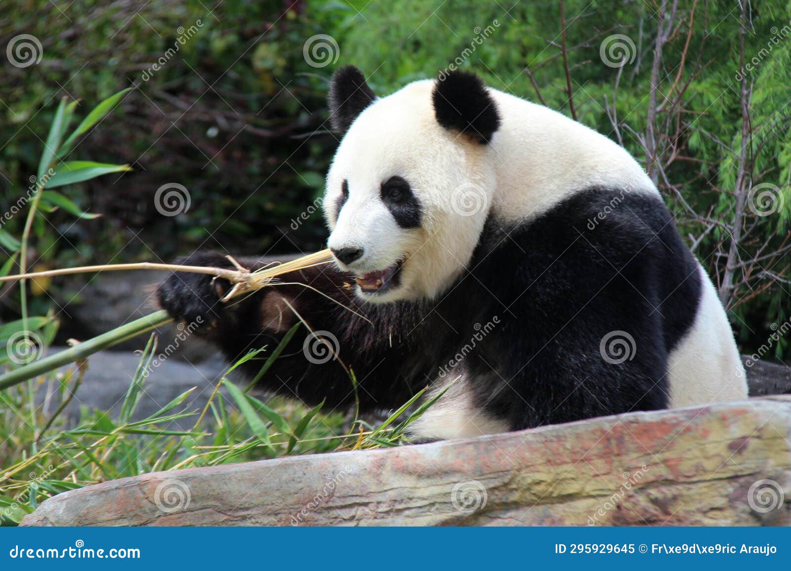 Giant Panda in a Zoo in Adelaide (australia) Stock Image - Image of ...
