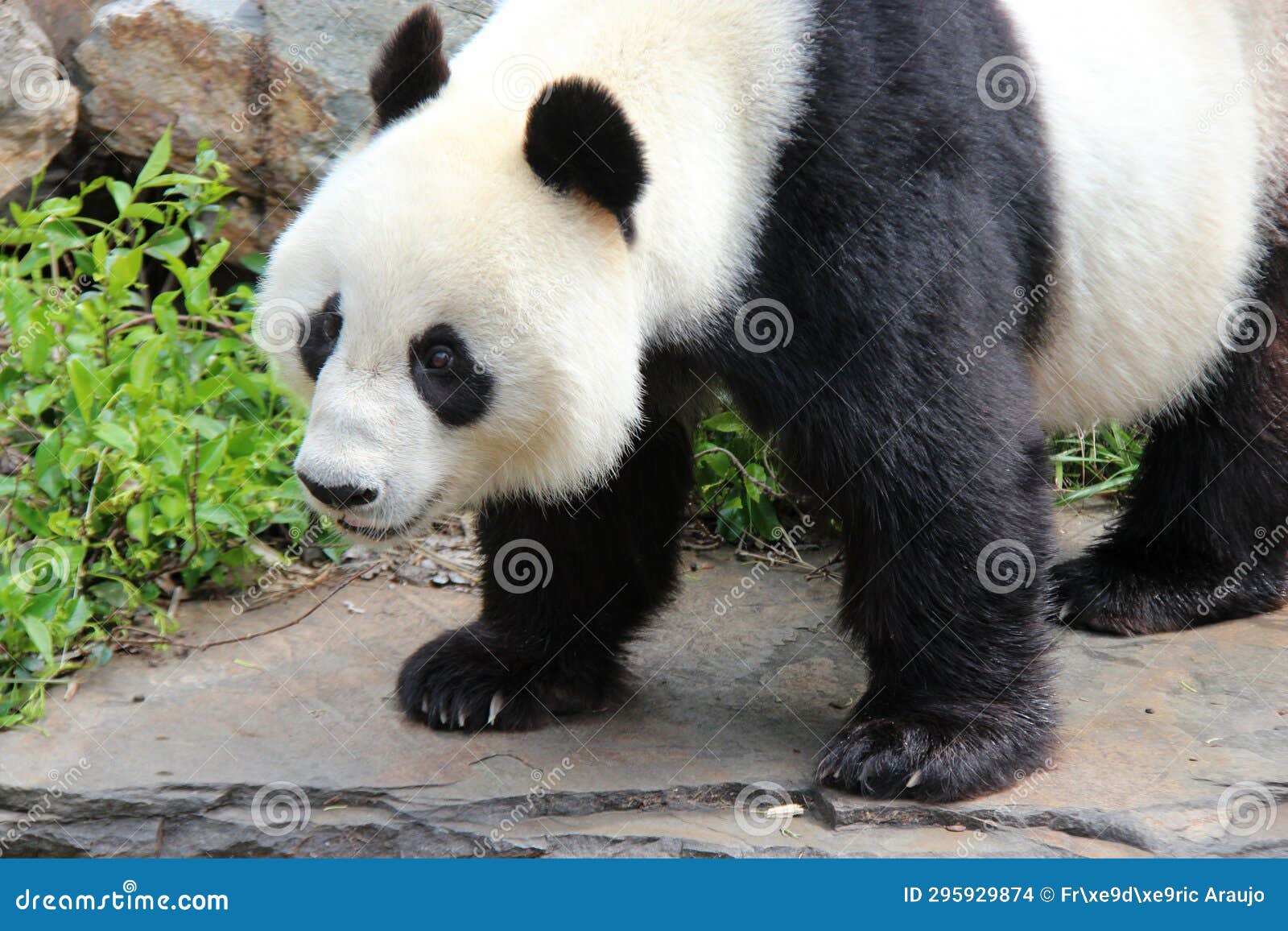 Giant Panda in a Zoo in Adelaide (australia) Stock Photo - Image of ...