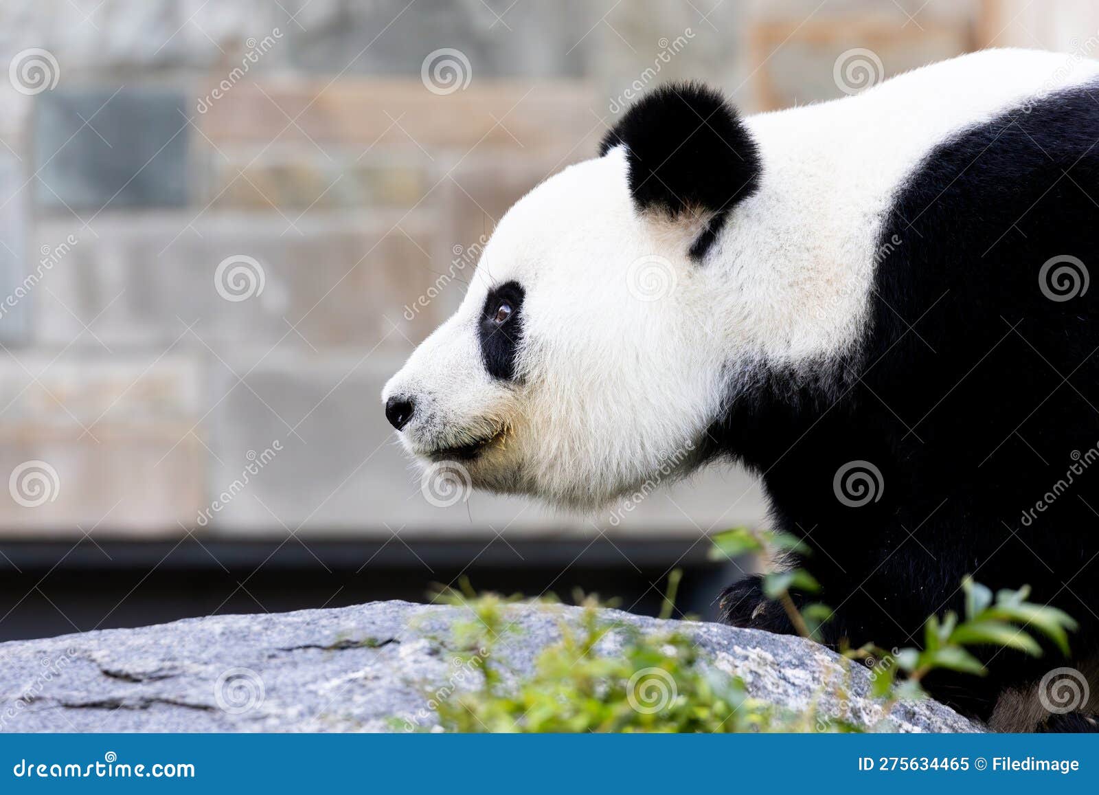 Giant Panda in Australia stock image. Image of wildlife - 275634465