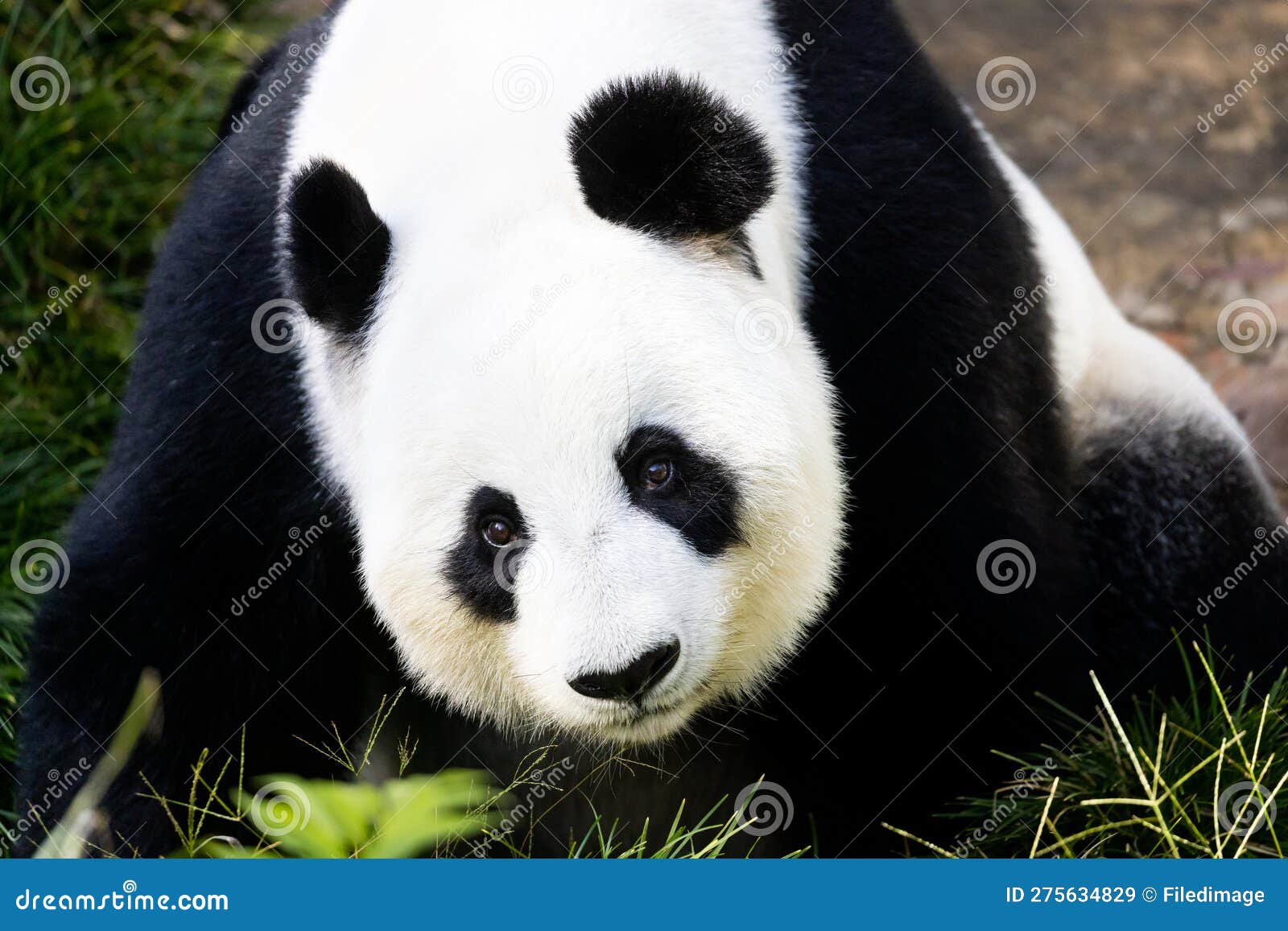 Giant Panda in Australia stock image. Image of australia - 275634829