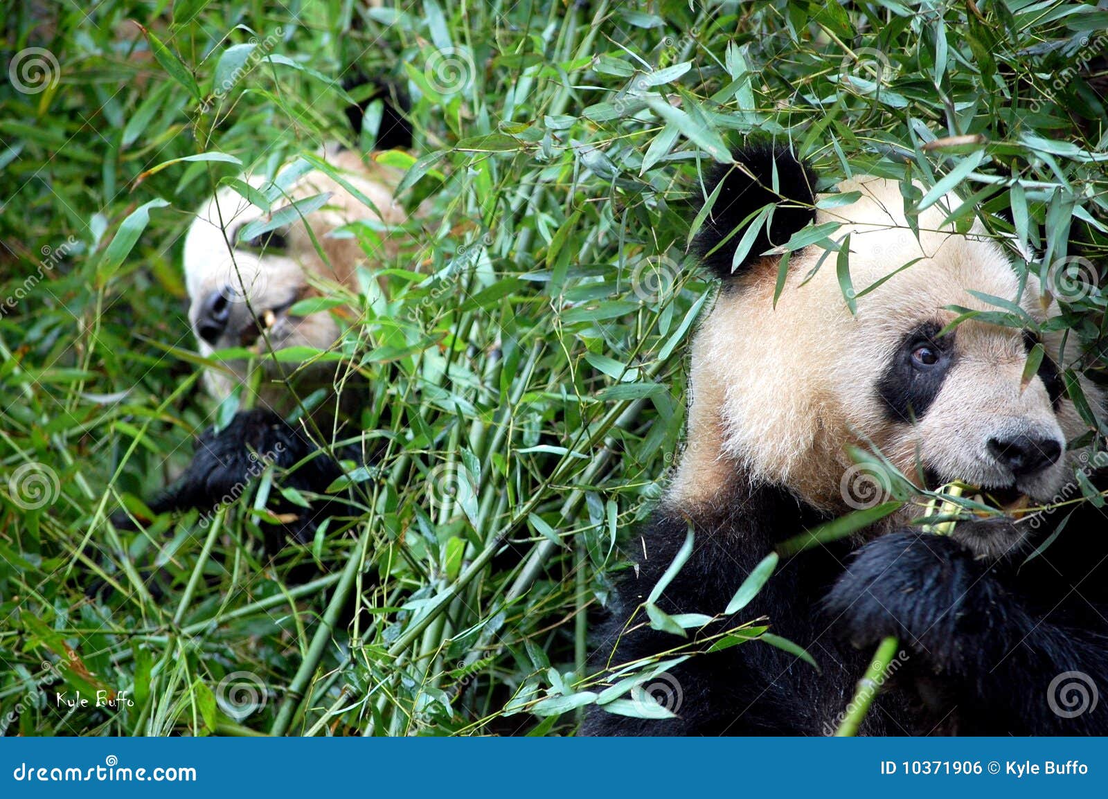 Giant Pandas stock photo. Image of china, bear, travel - 10371906