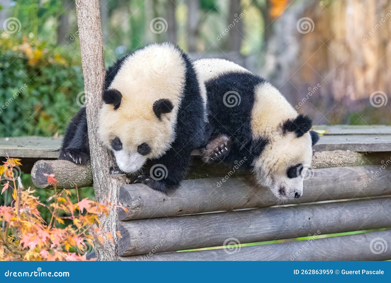 Giant Pandas, Babies Playing Stock Image - Image of park, china: 262863959