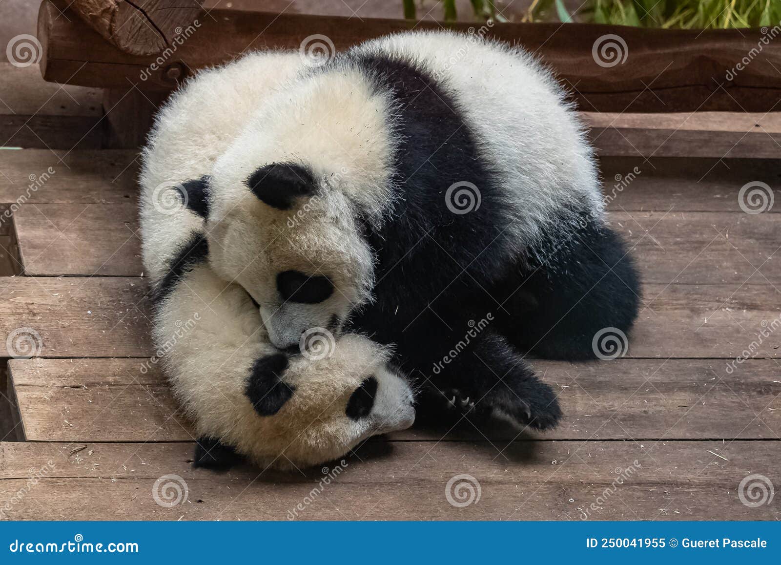 Giant Pandas, Two Babies Playing Stock Image - Image of conservation ... Giant Pandas, Two Babies Playing Stock Image - Image of conservation ...