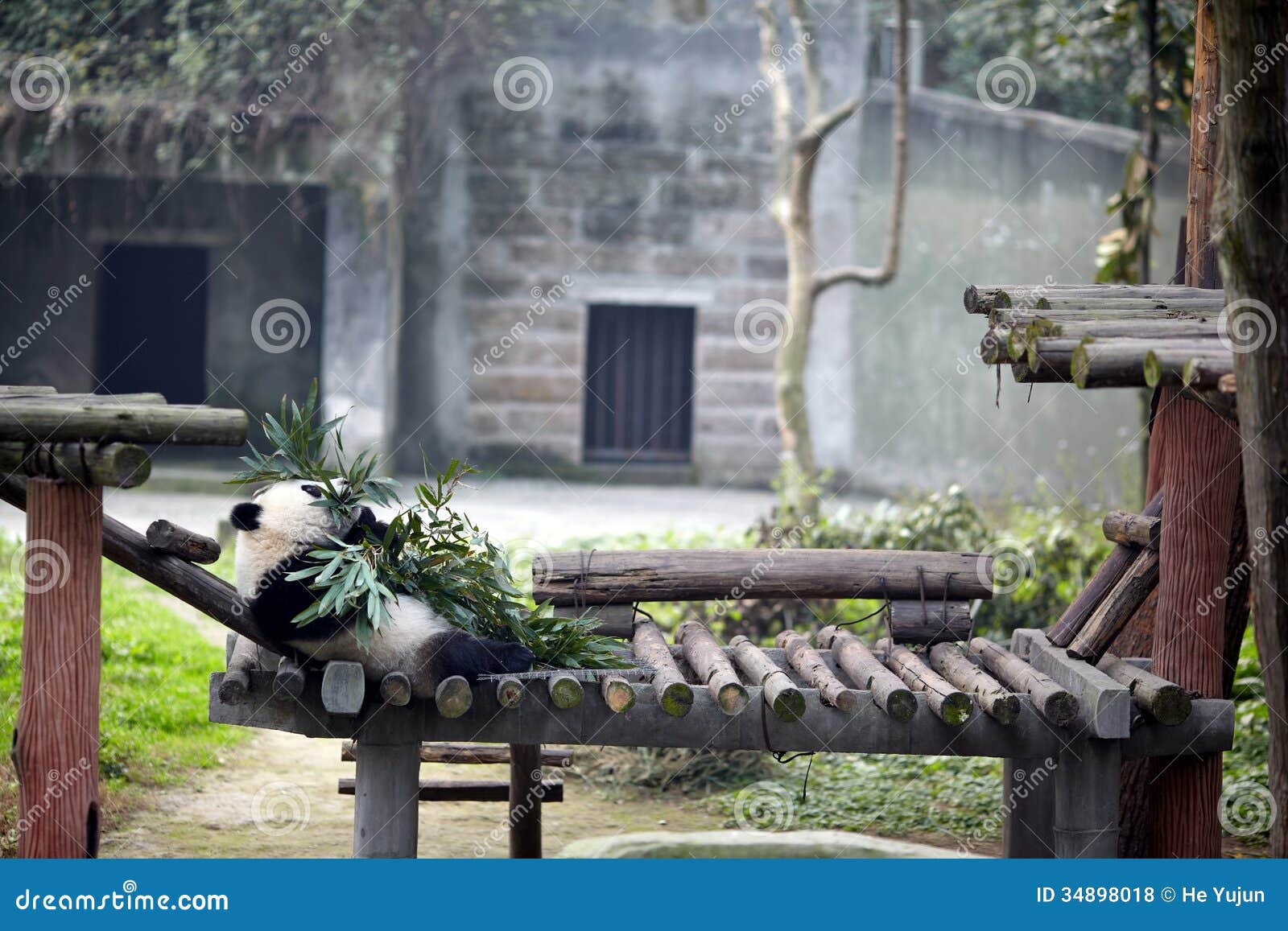 Giant pandas bears stock photo. Image of eating, giant - 34898018