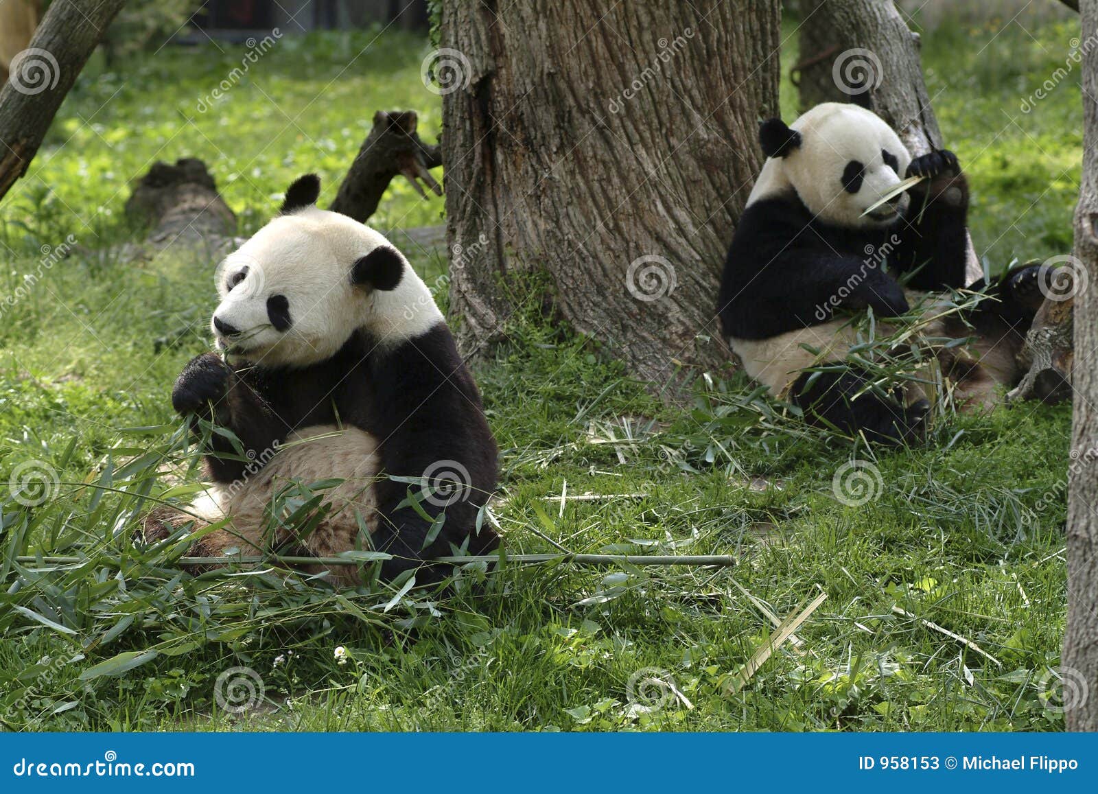 Giant Pandas Feeding stock image. Image of endangered, beatiful - 958153