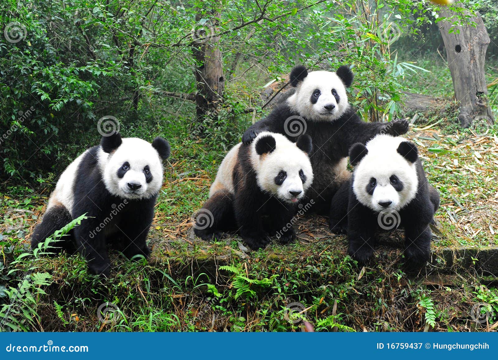 Giant Pandas Posing for Camera Stock Image - Image of eating, bear ...
