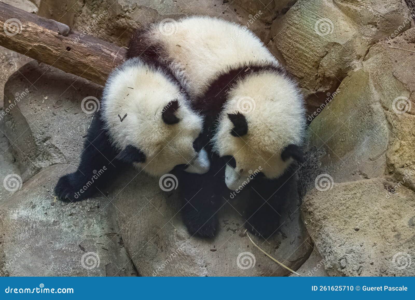 Giant Pandas, Two Babies Playing Stock Photo - Image of girl ...