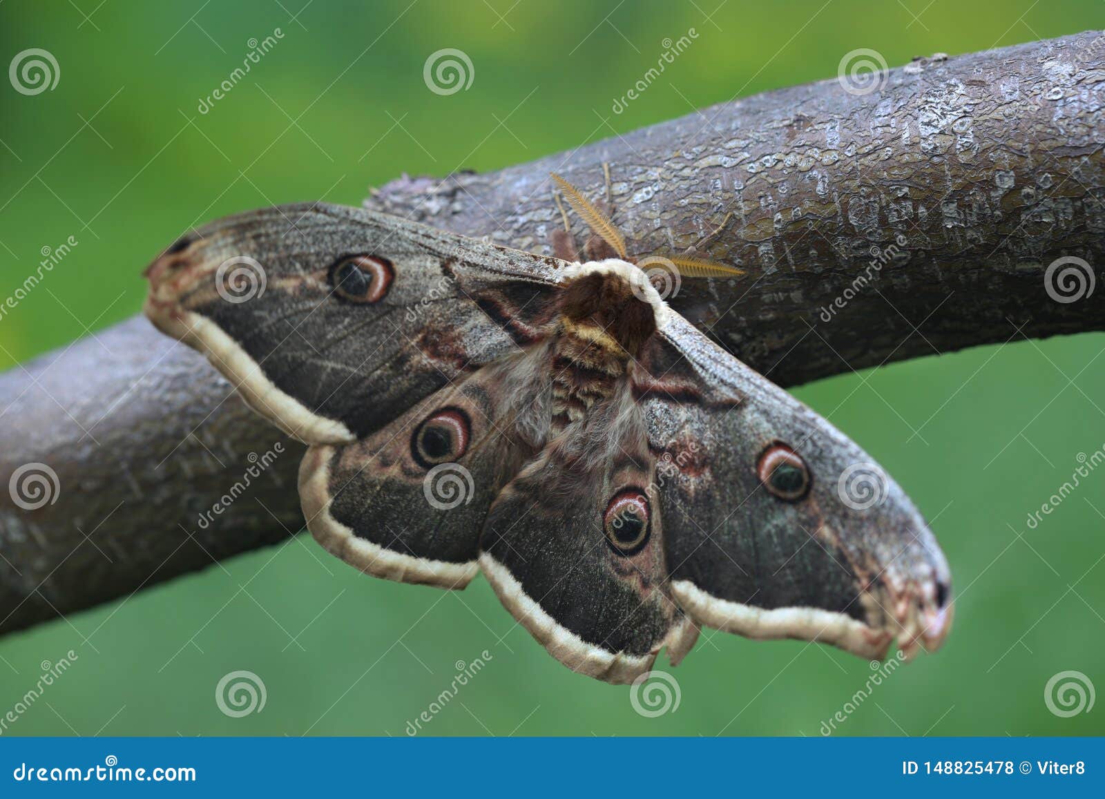 Giant Peacock Moth Saturnia Pyri Stock Photo - Image of closeup, europe ...