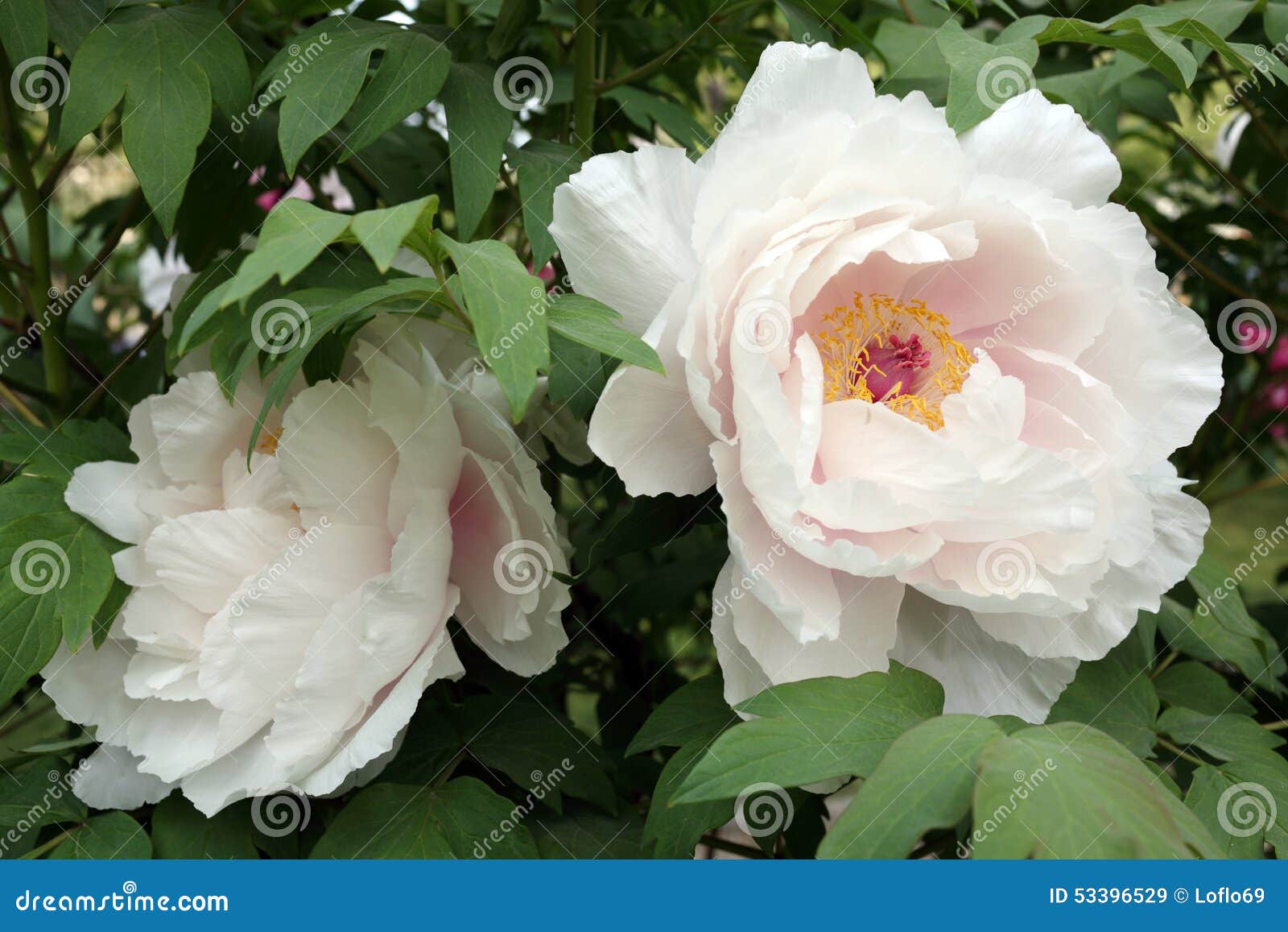 Giant peony stock image. Image of petal, spring, flower - 53396529