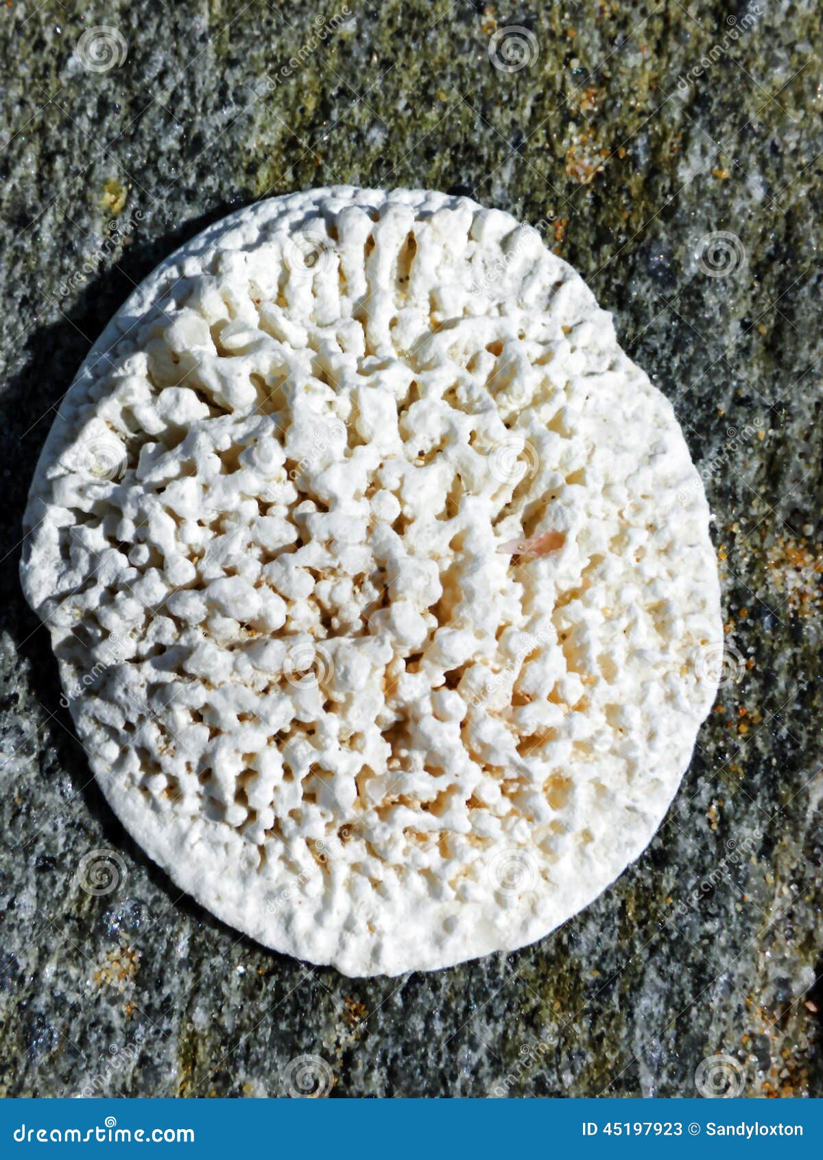 Giant Periwinkle Operculum 2 Stock Image - Image of ocean, marine: 45197923