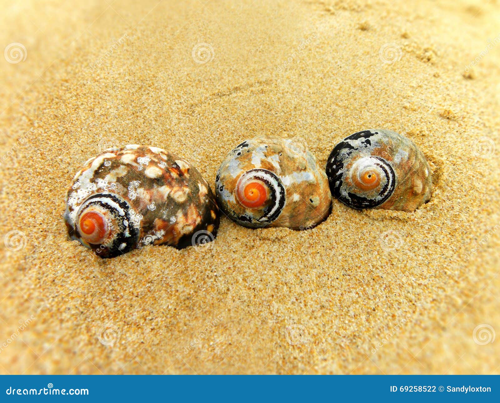 Giant Periwinkle shells 3 stock photo. Image of pools - 69258522