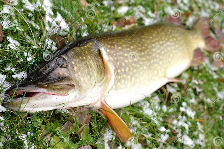 Giant pike stock photo. Image of muzzle, nature, winter - 12763396