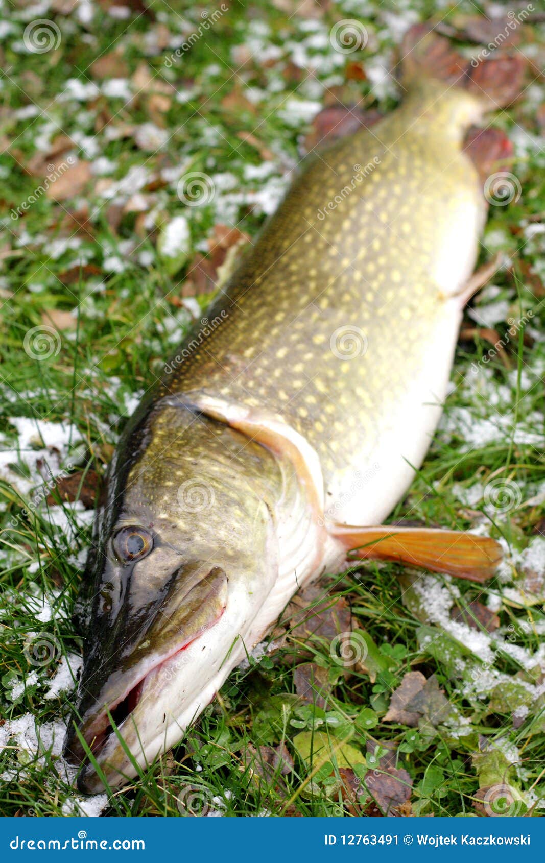 Giant pike stock image. Image of angle, winter, natural - 12763491