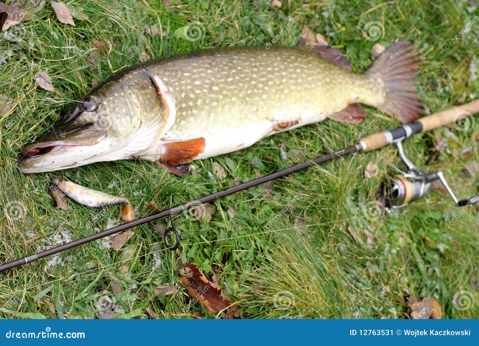 Giant pike stock image. Image of bait, winter, animal - 12763531