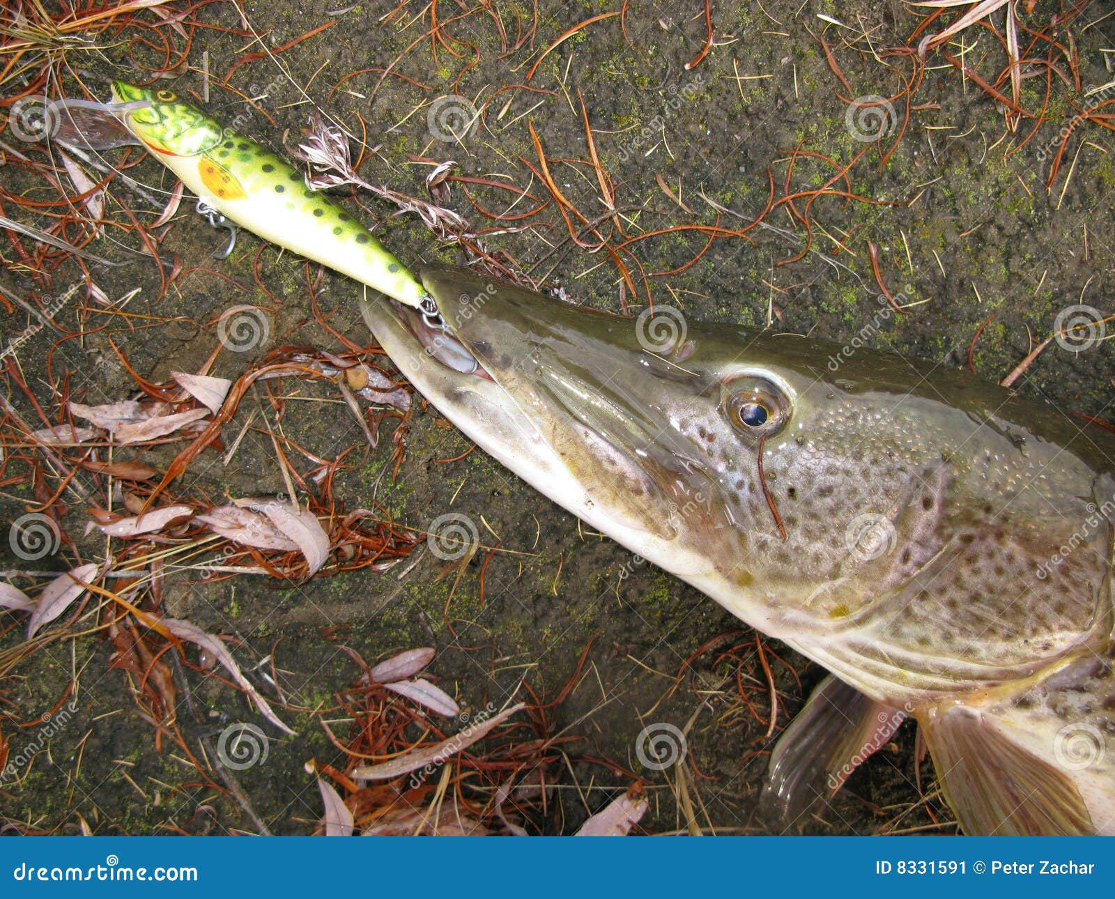 Giant pike with lure stock image. Image of lure, fish - 8331591