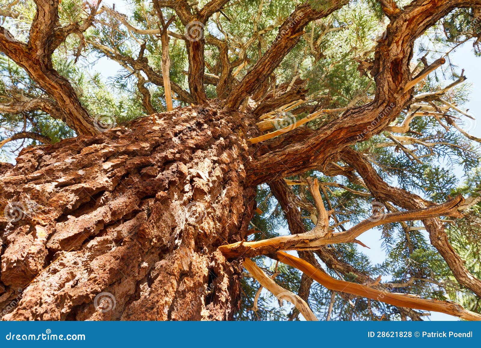 Giant Pine Tree stock photo. Image of conifer, high, giant - 28621828