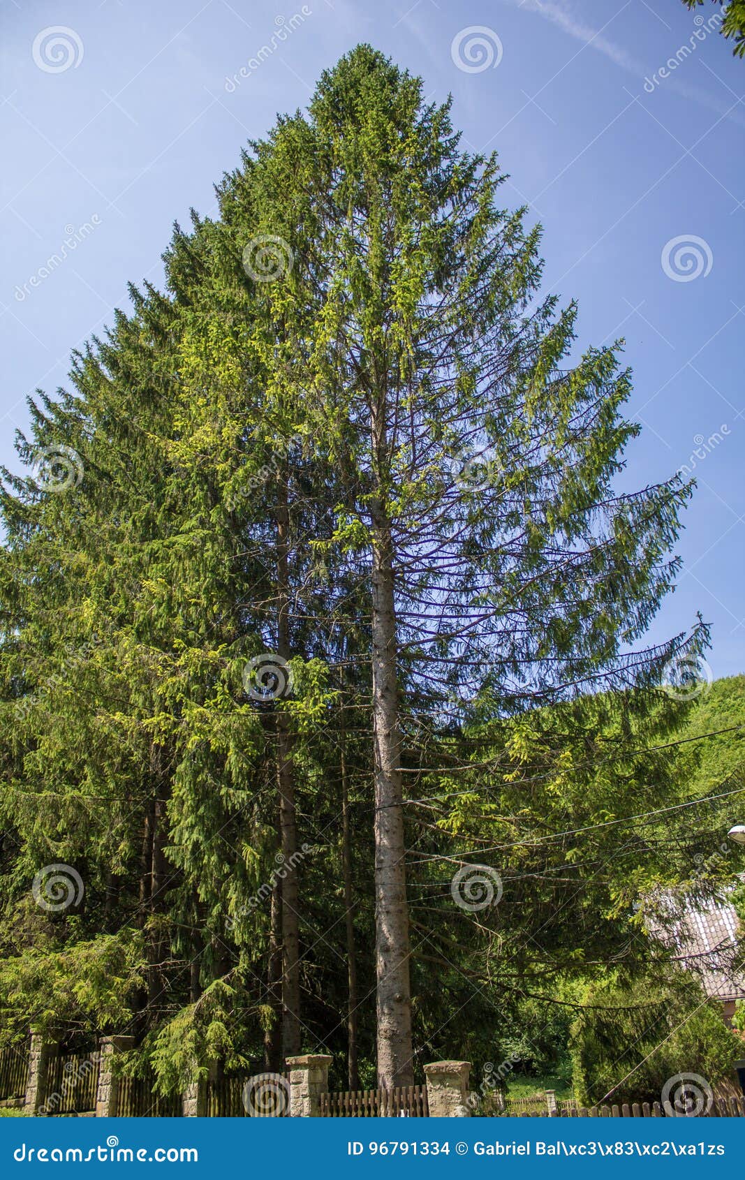 Giant Pine tree stock photo. Image of environment, field - 96791334