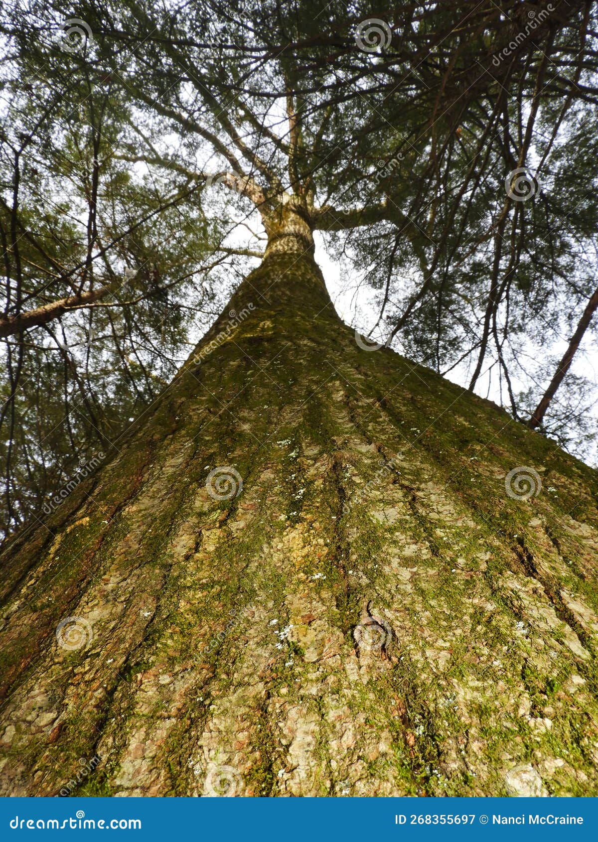 Giant Tall Pine Tree Looking Up the Trunk Hammond Hill State Forest FLX ...
