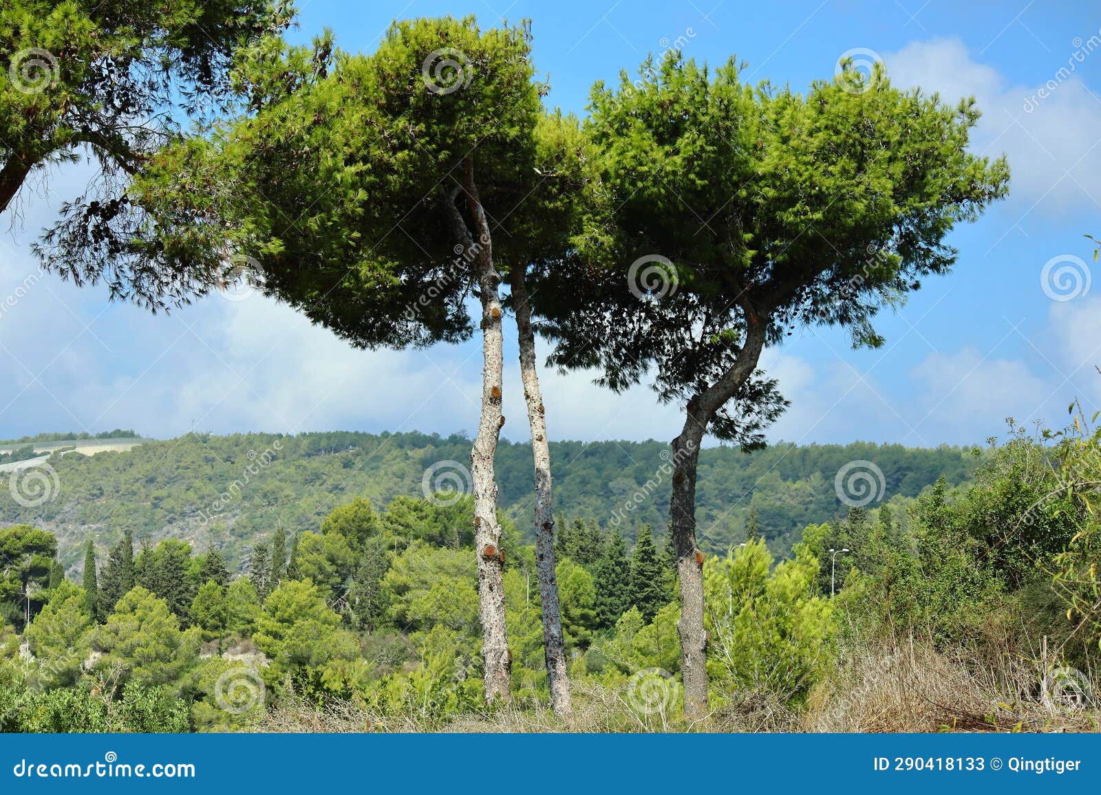 Giant Pine Tree Photo. Trees Stock Image - Image of trees, tree: 290418133