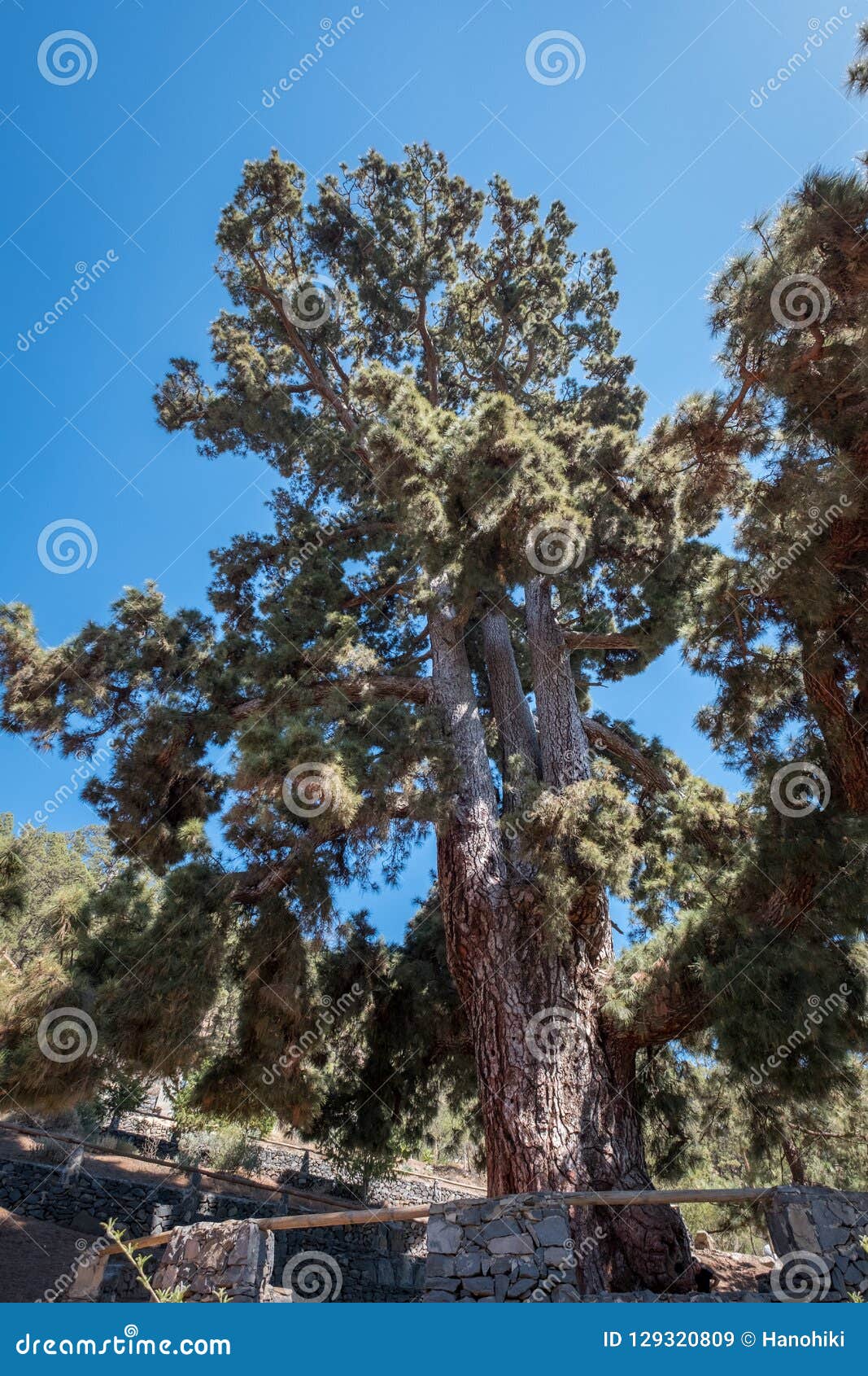 Giant Pine Tree Trunk El Pino Gordo , Stock Image - Image of pinus ...