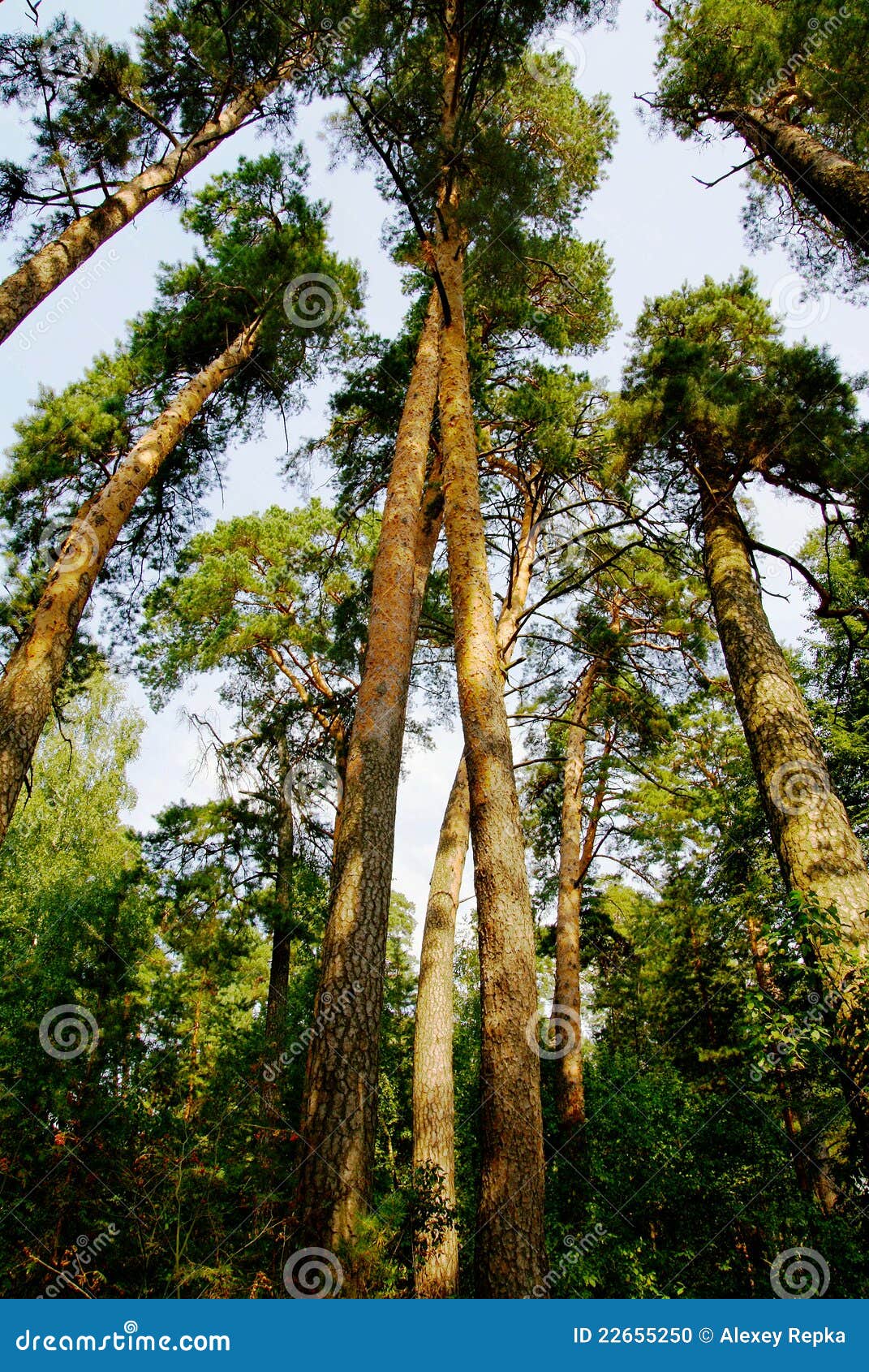 Giant Pine Trees in the Forest Stock Photo - Image of pine, park: 22655250